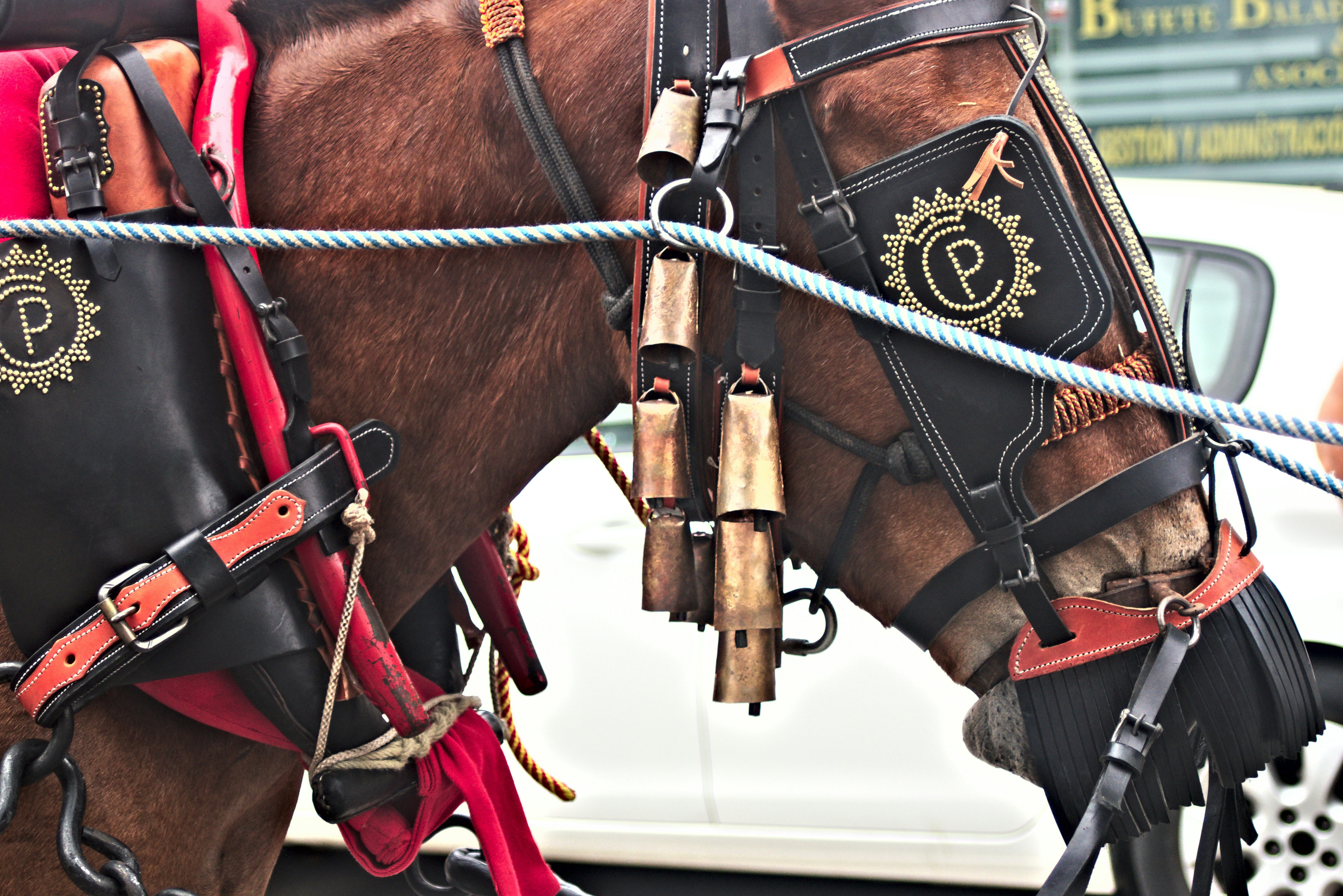 Leather, Rope, and Steel: Close-Up on a Carriage Horse's Tack