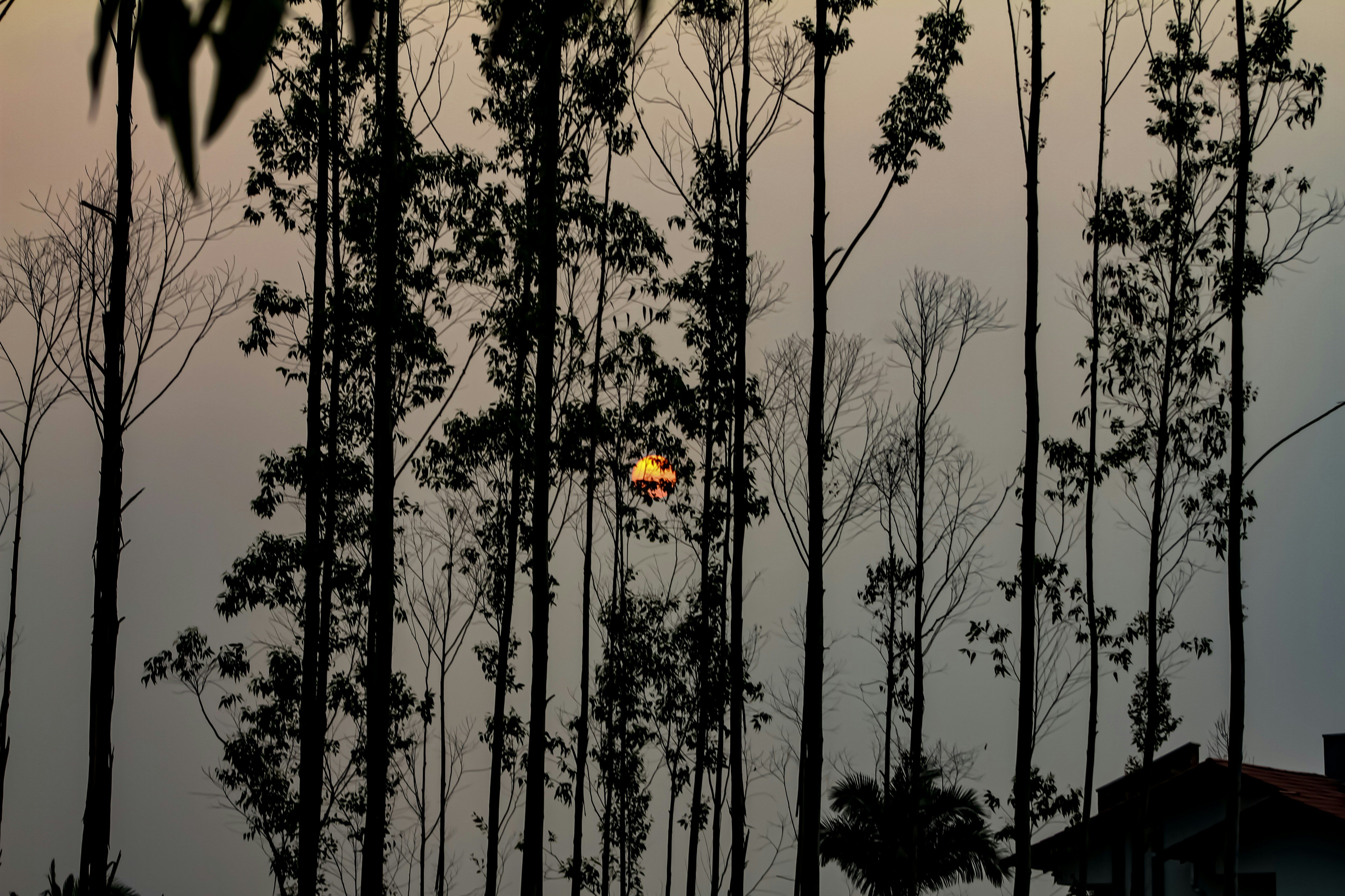 Dawn Glow Through Silent Pines: A Portrait of Tall Silhouettes