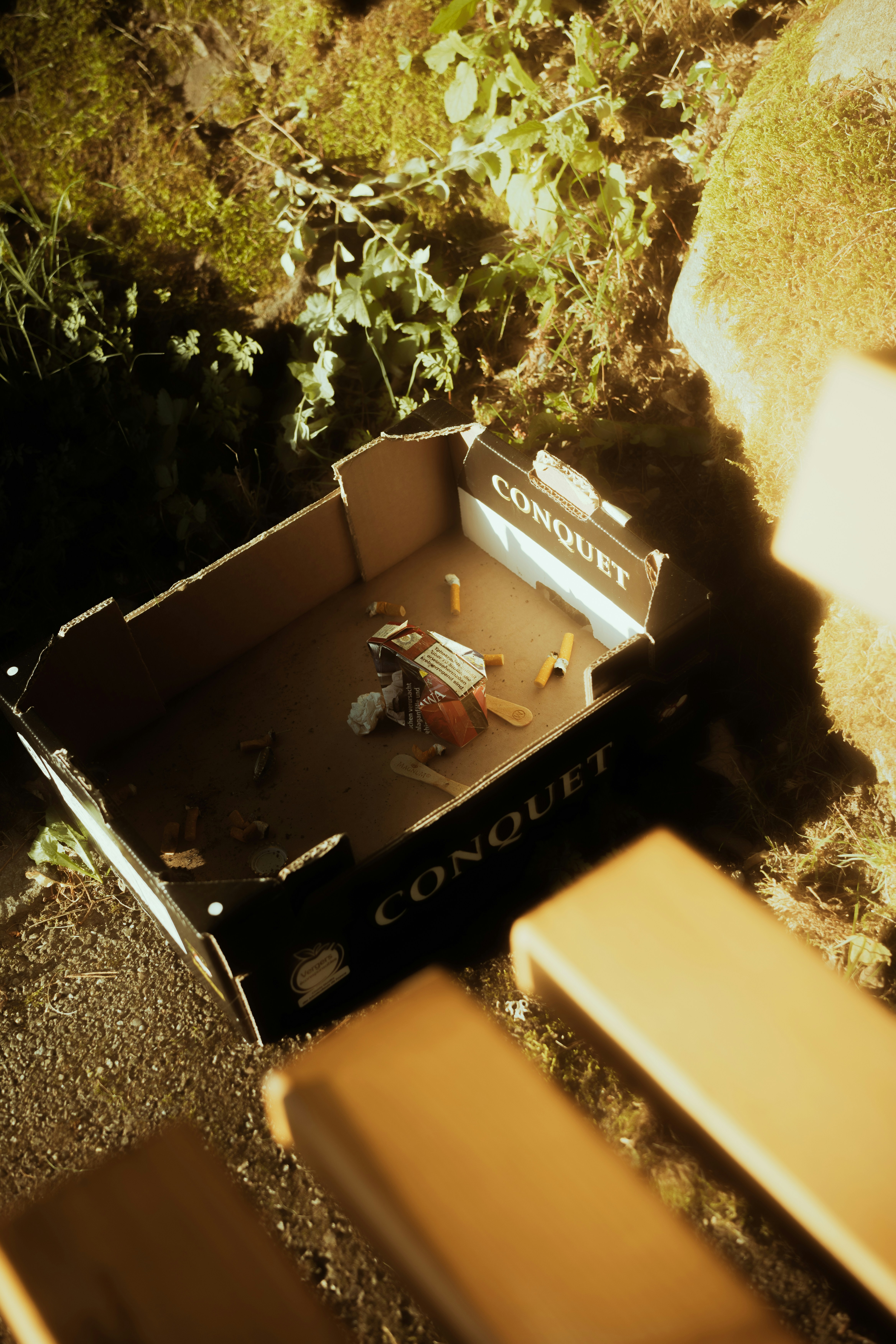 An empty cardboard box sits on the ground, surrounded by scattered debris and lush greenery, hinting at a story left behind.