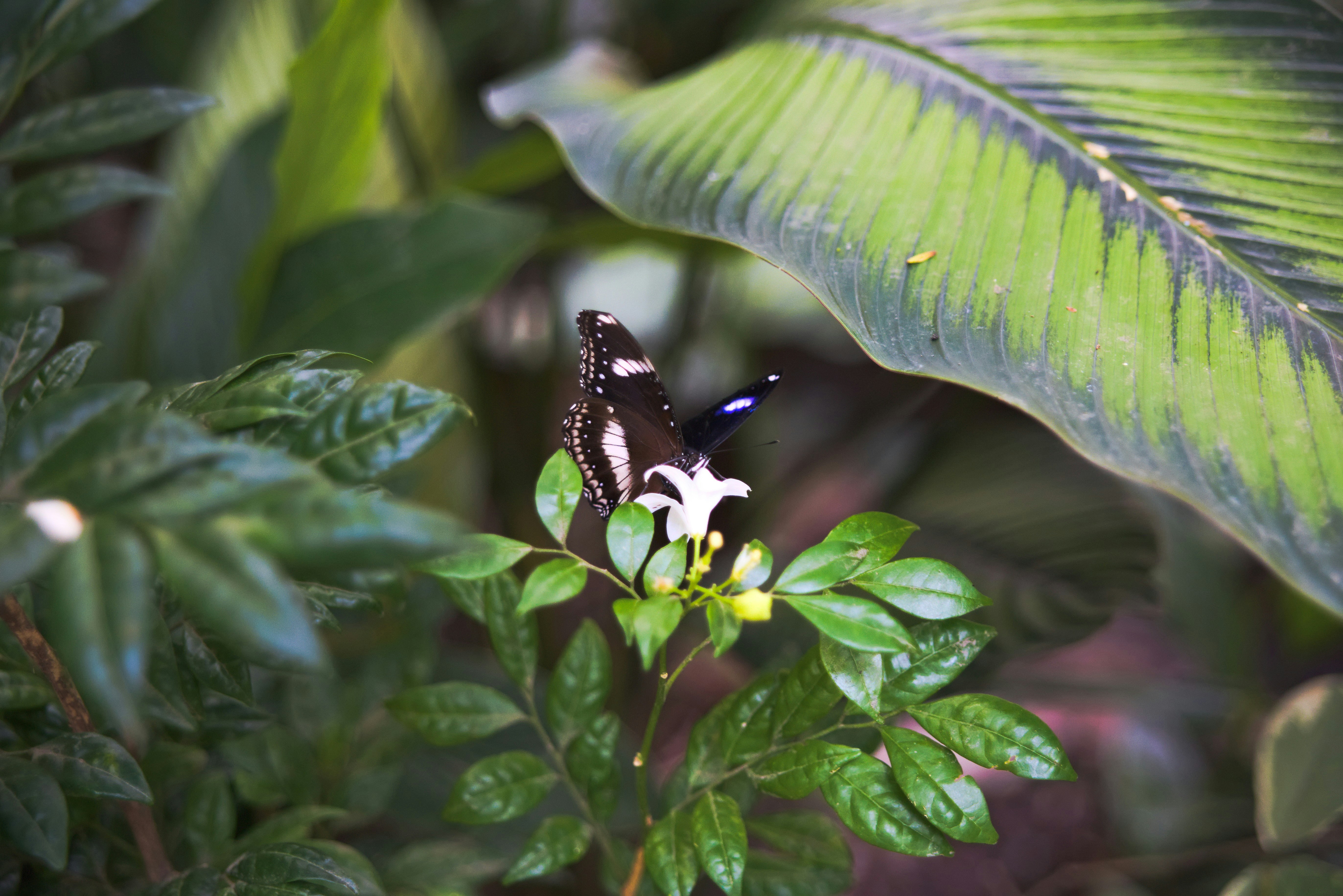 Black and white butterfly perched among glossy tropical foliage
