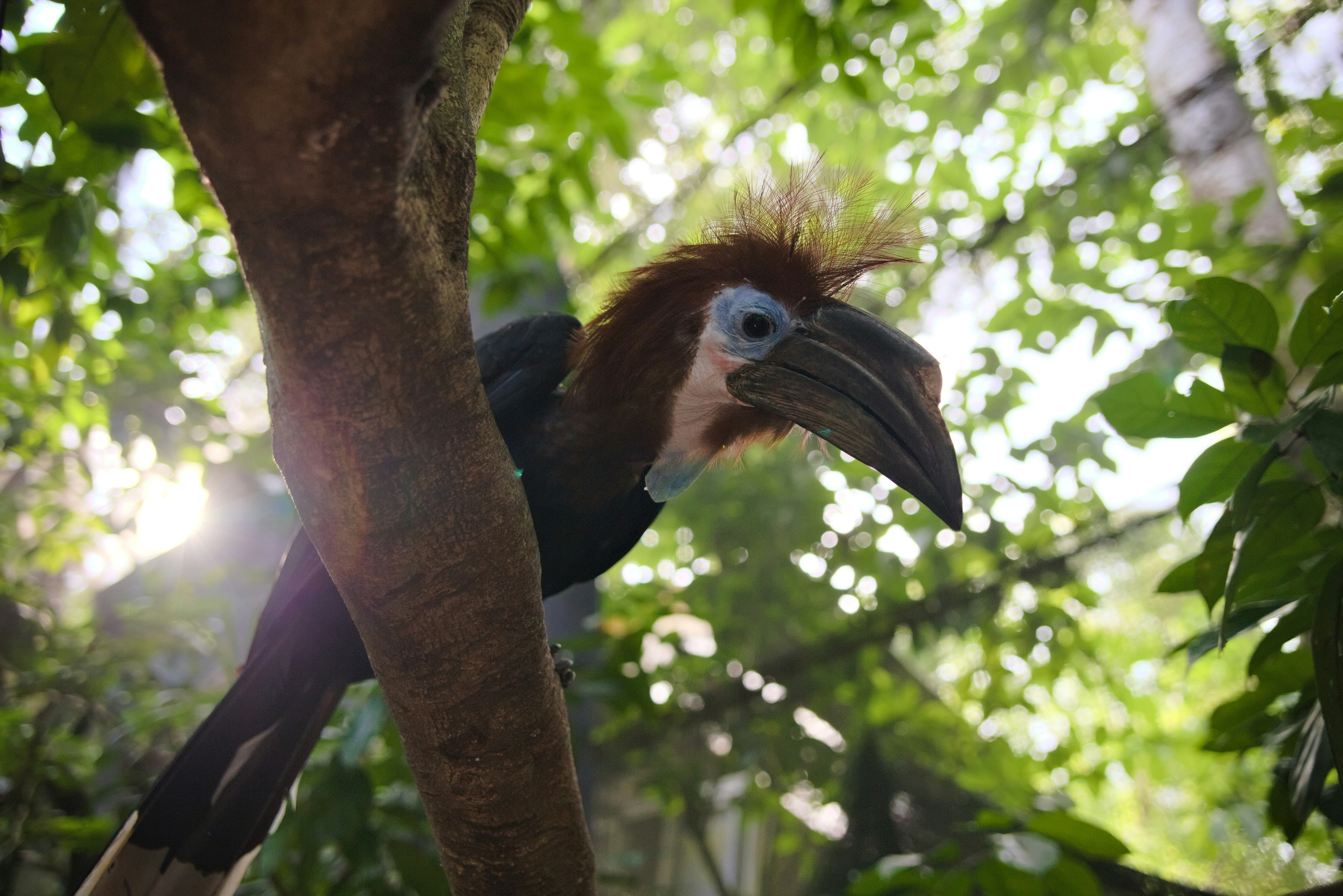 Blue-eyed Hornbill Portrait in a Sunlit Canopy: A Quiet Moment Among the Leaves