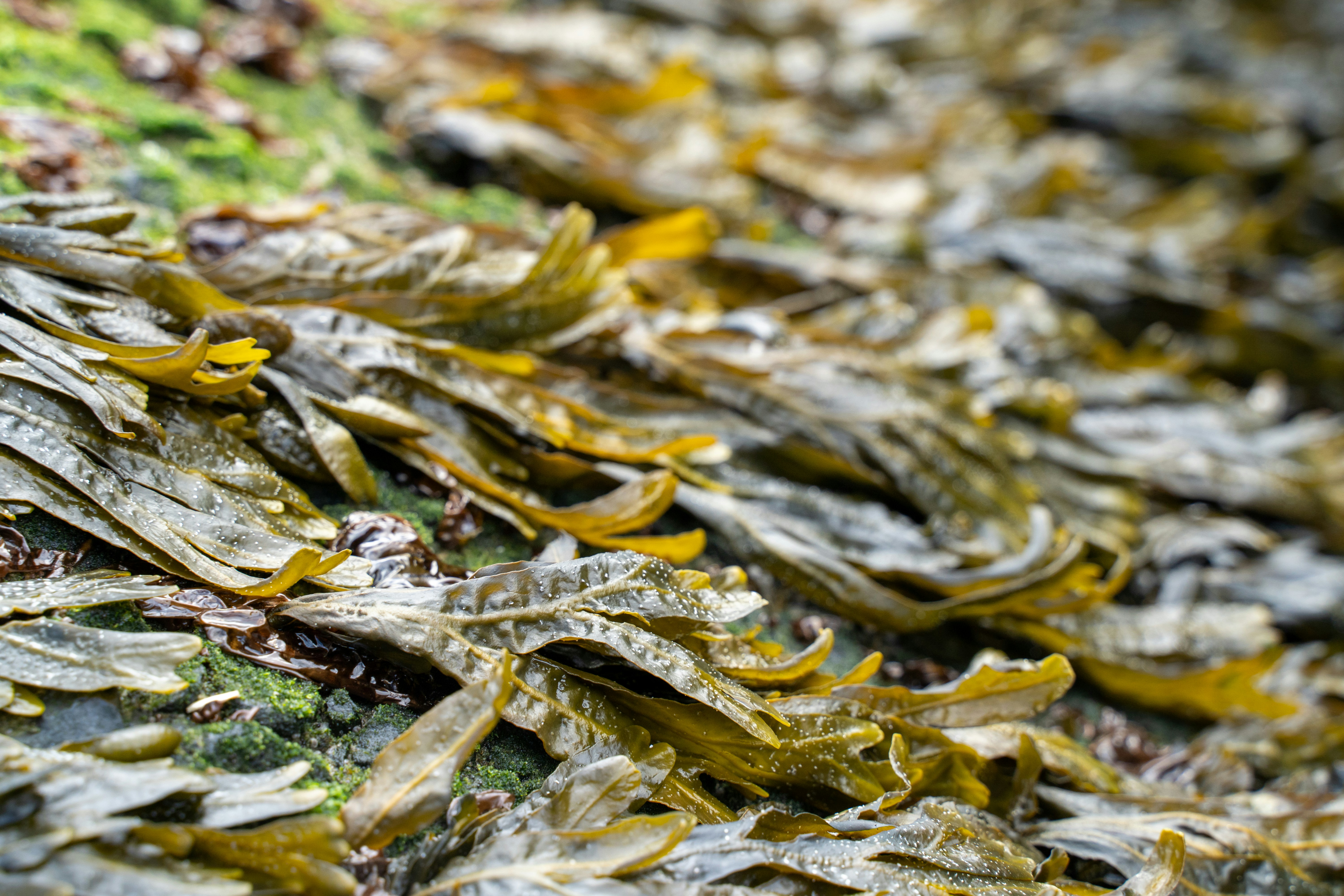 Laver Pictures | Download Free Images on Unsplash