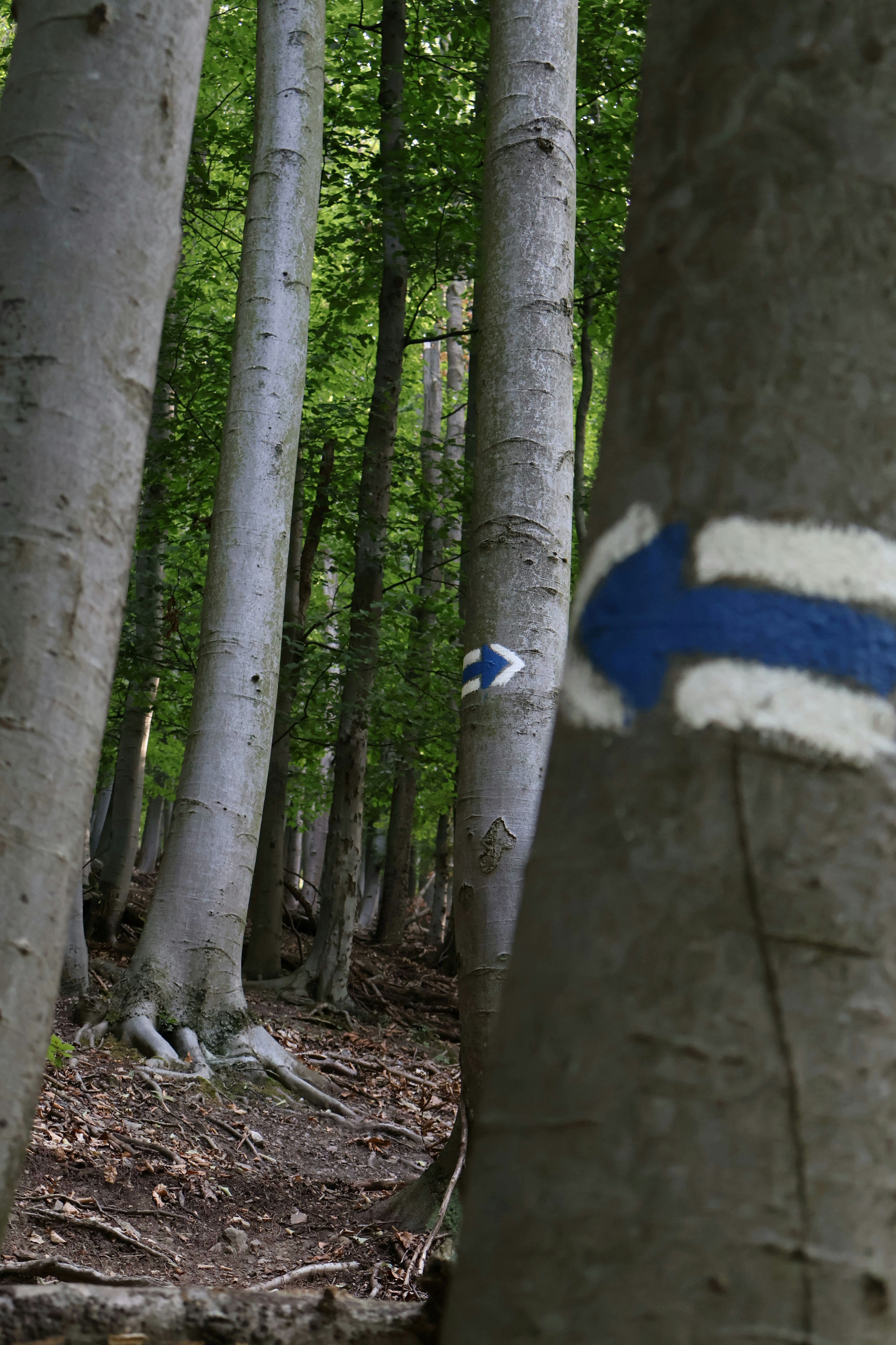 Blue Trail Marker in a Verdant Beech Forest