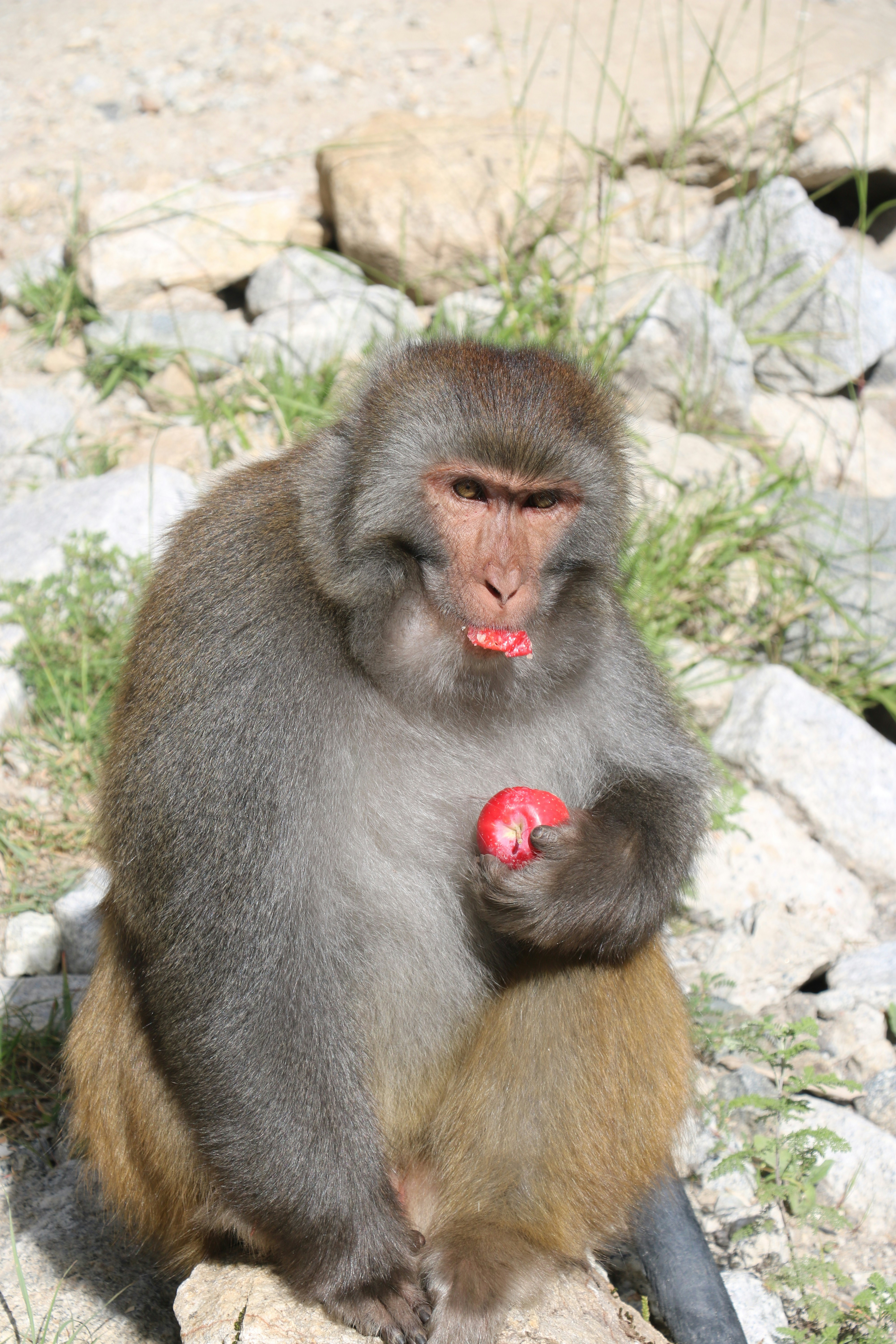 A monkey sitting on a rock eating something photo – Free Animal Image ...
