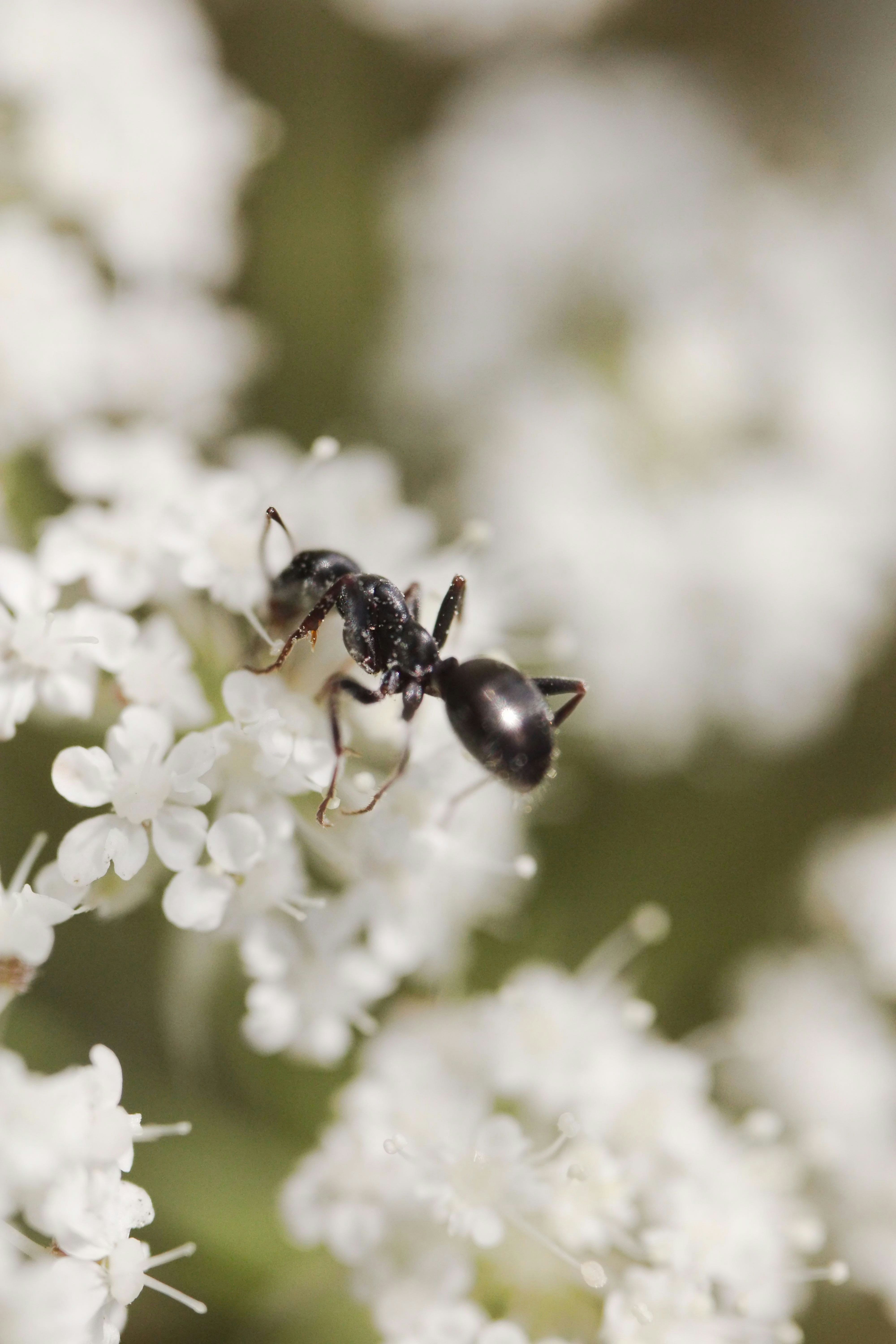 Black Ant on White Blossom: Tiny Explorer in Soft Focus