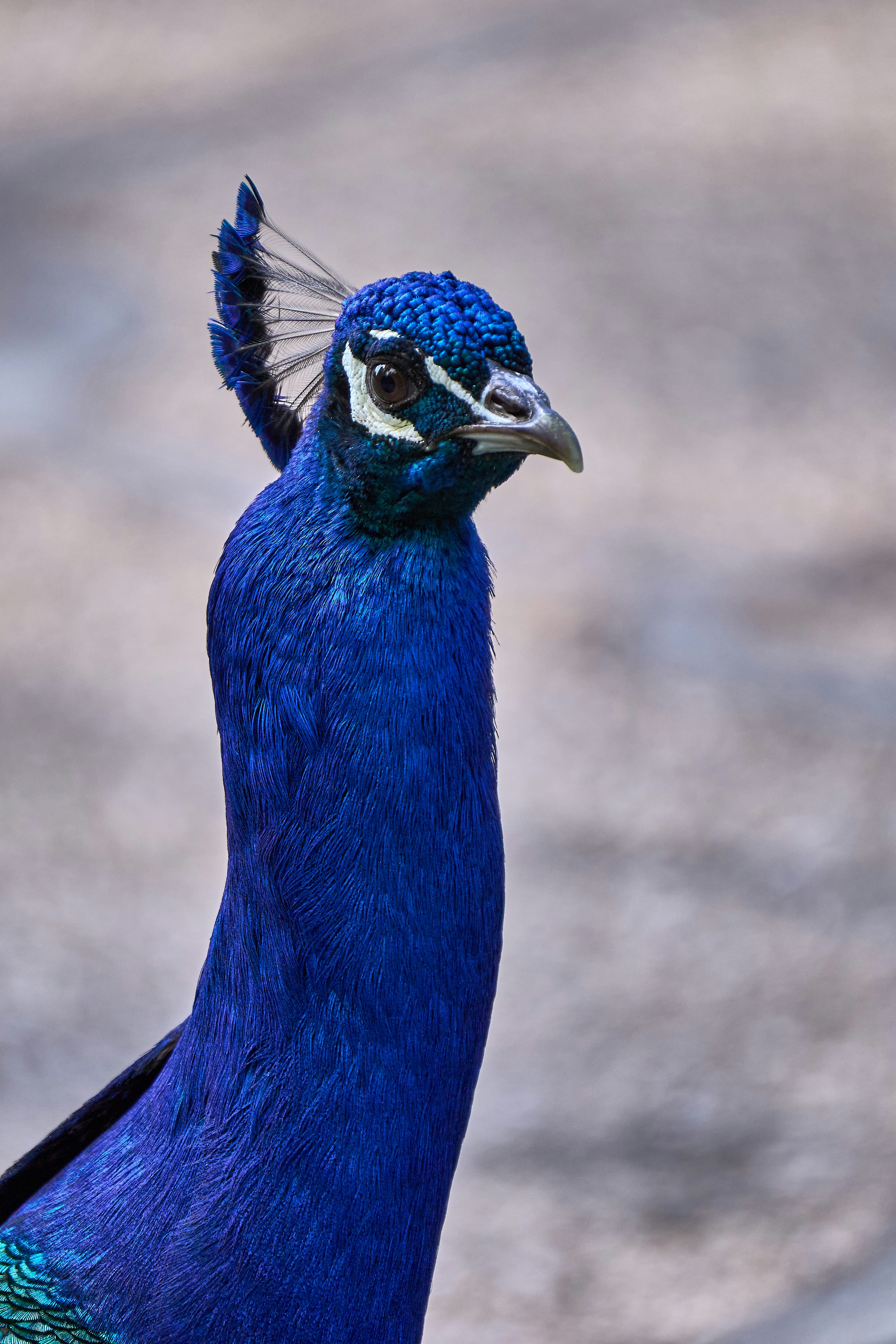 A close up of a blue bird on a rock photo – Free Animal Image on Unsplash