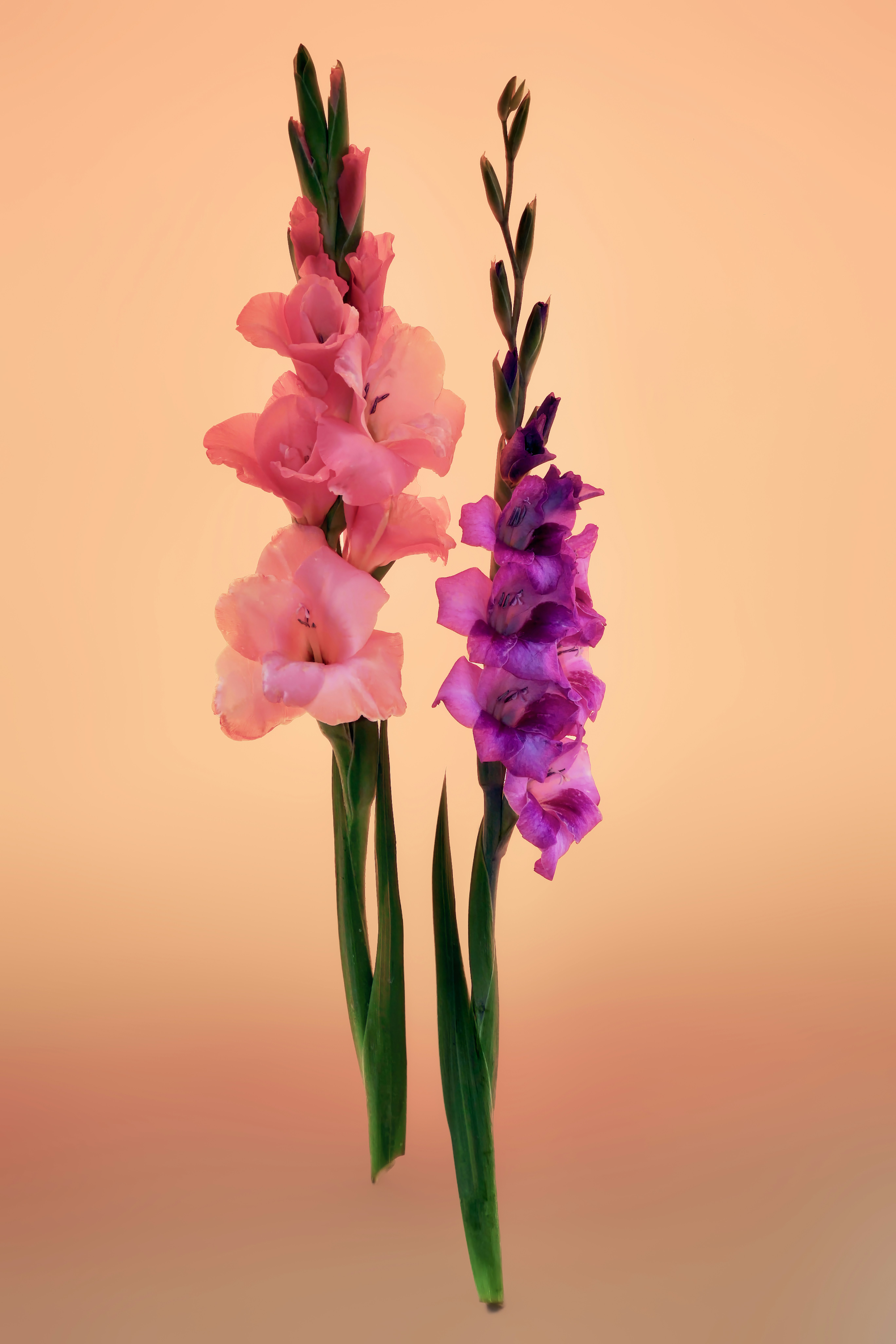 Two different colored gladioli standing together in front of a warm light background