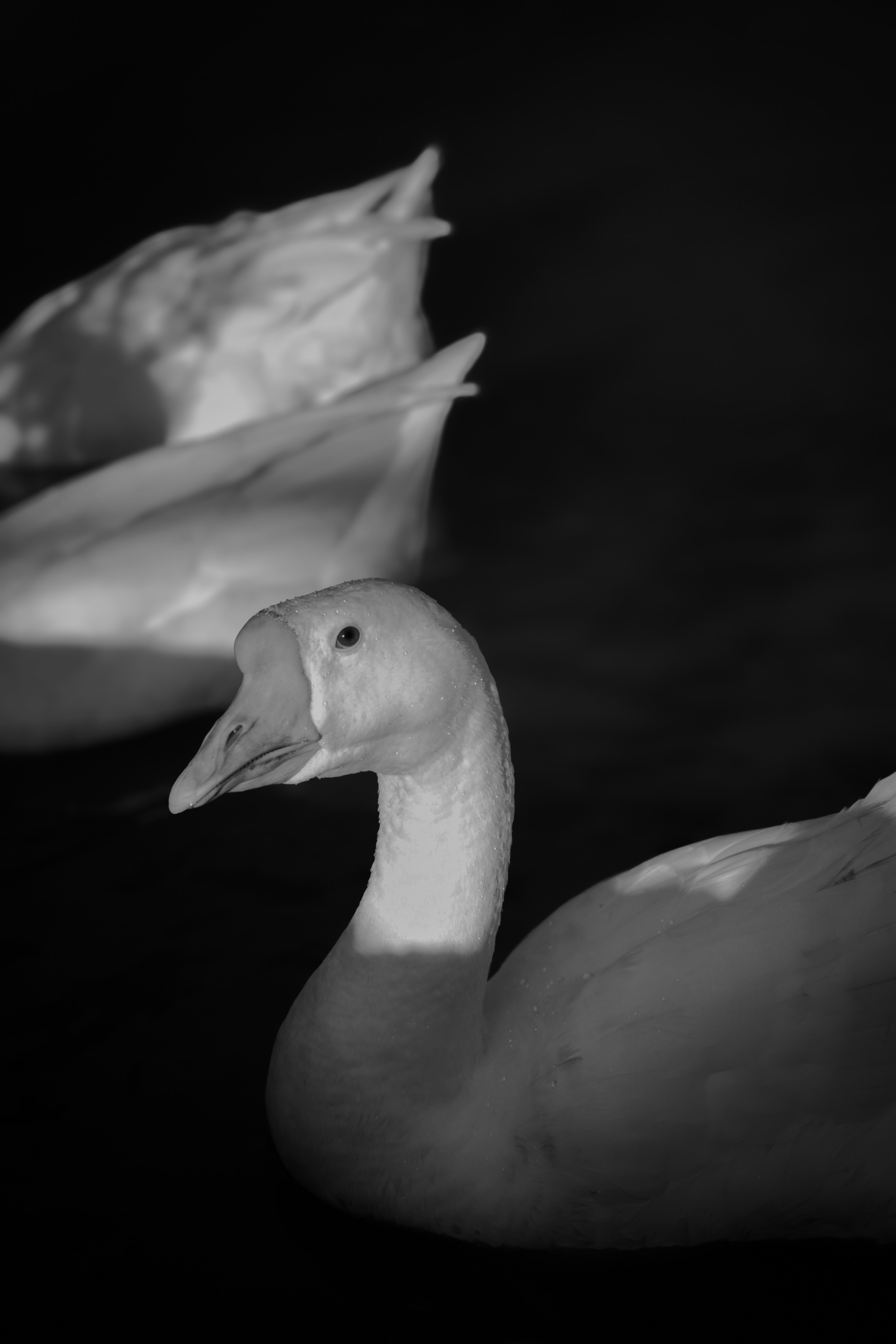 Goose in the water | black & white