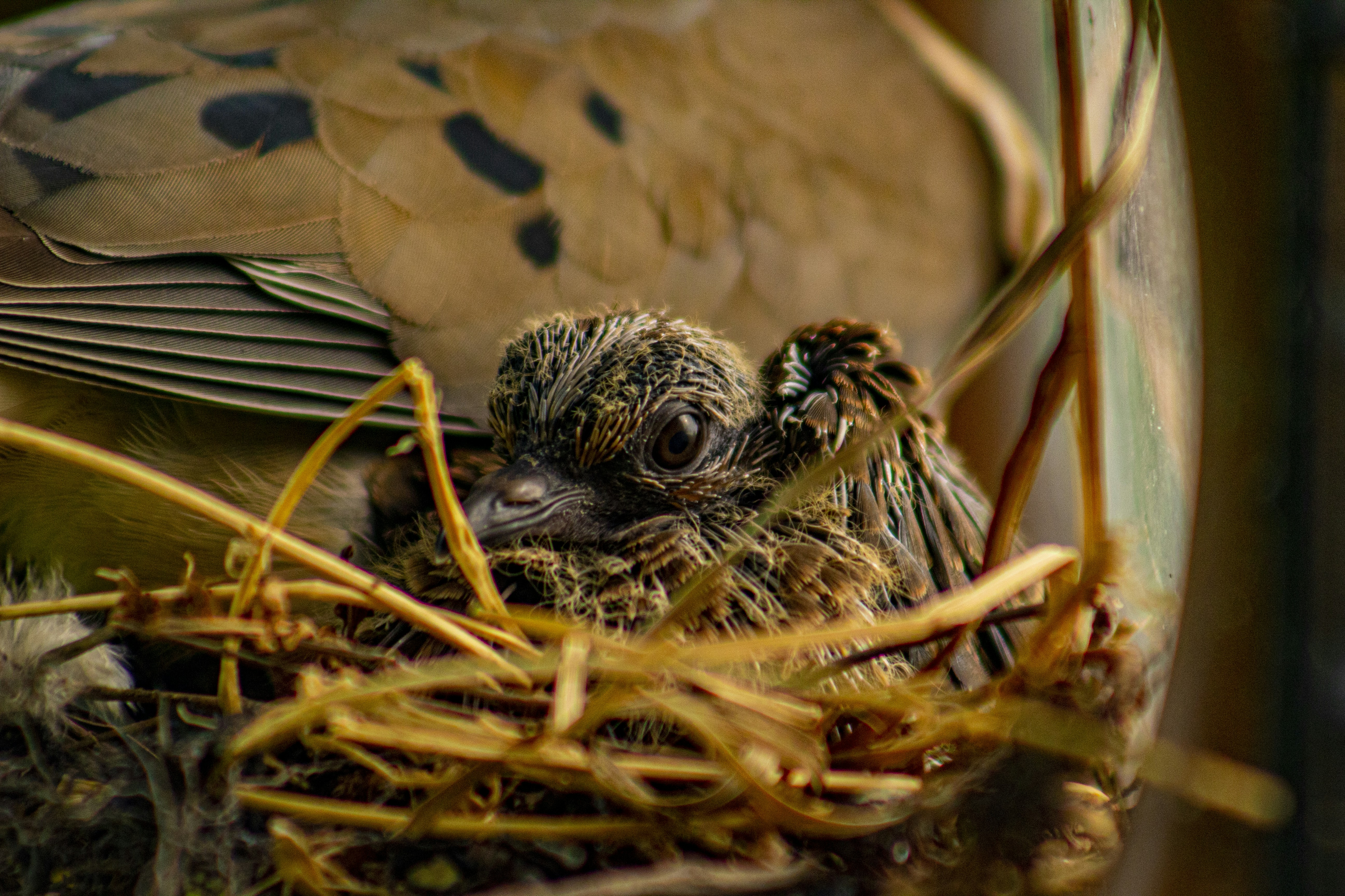 Watchful Gaze in a Nest: A Fledgling's Close-Up