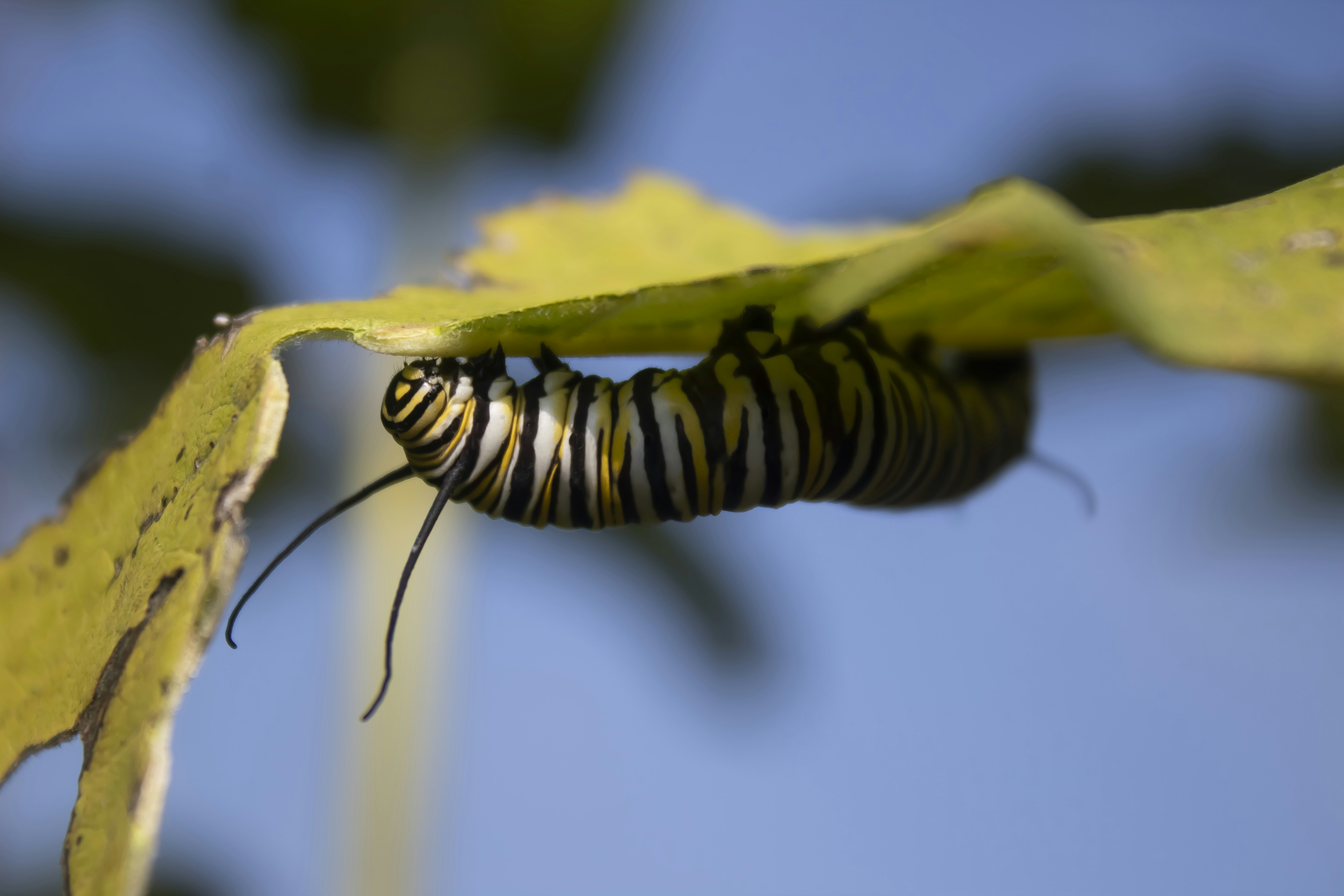 A black and white caterpillar on a green leaf photo – Free Ohio Image ...