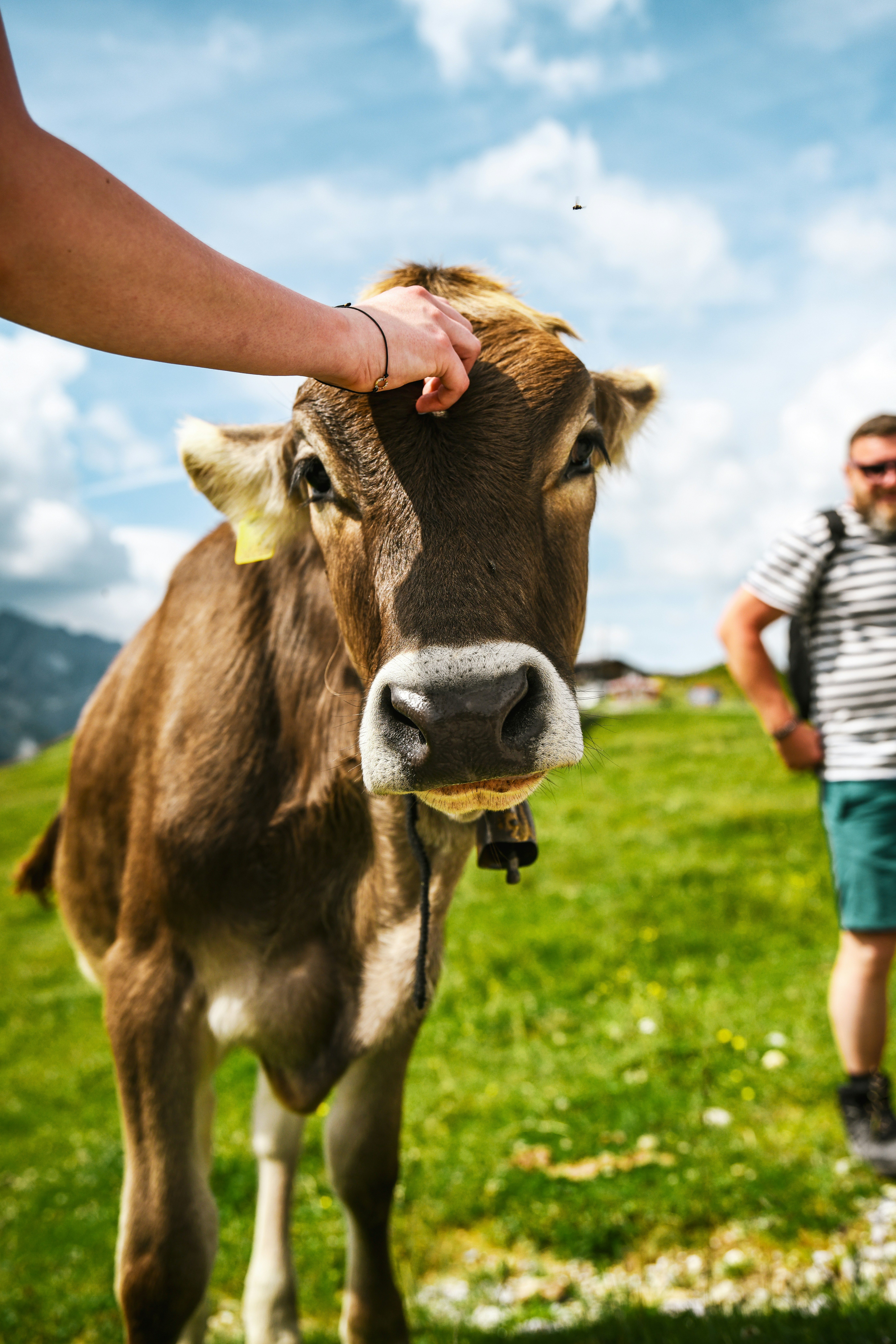 A cow being petted by a man in a field photo – Free Mayrhofen Image on ...
