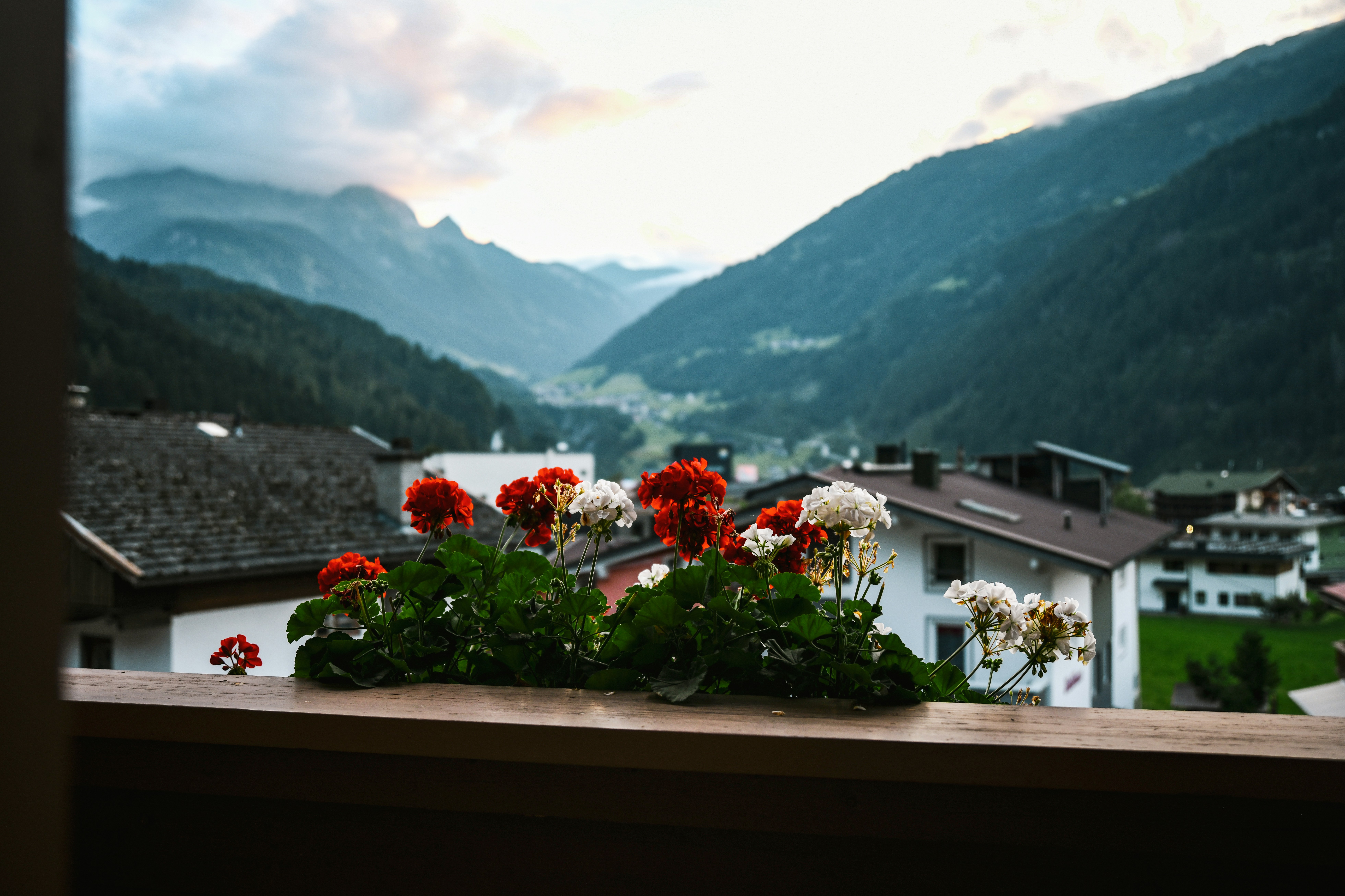 Crimson and Ivory Windowbox Framing an Alpine Dawn