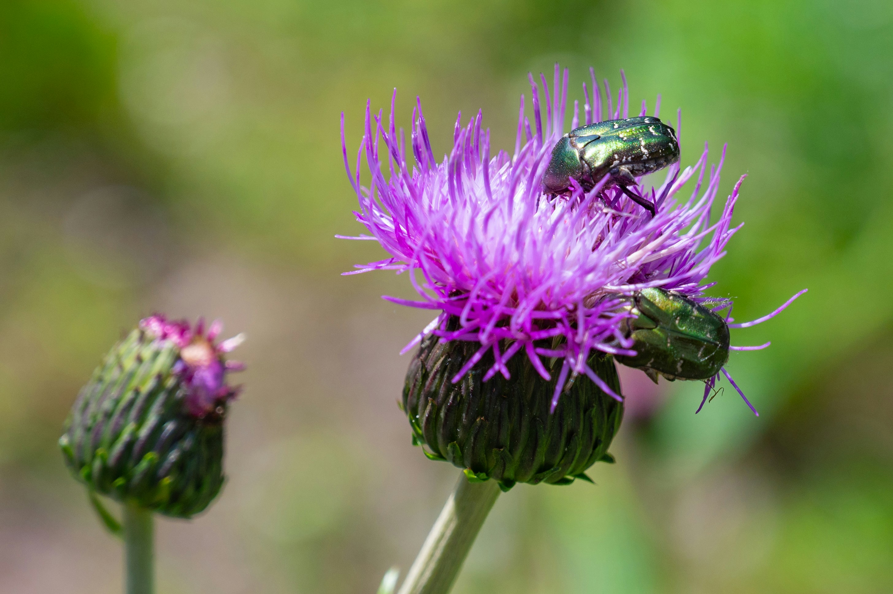 Purple thistle bloom under siege: two beetles cling to their thorny crown