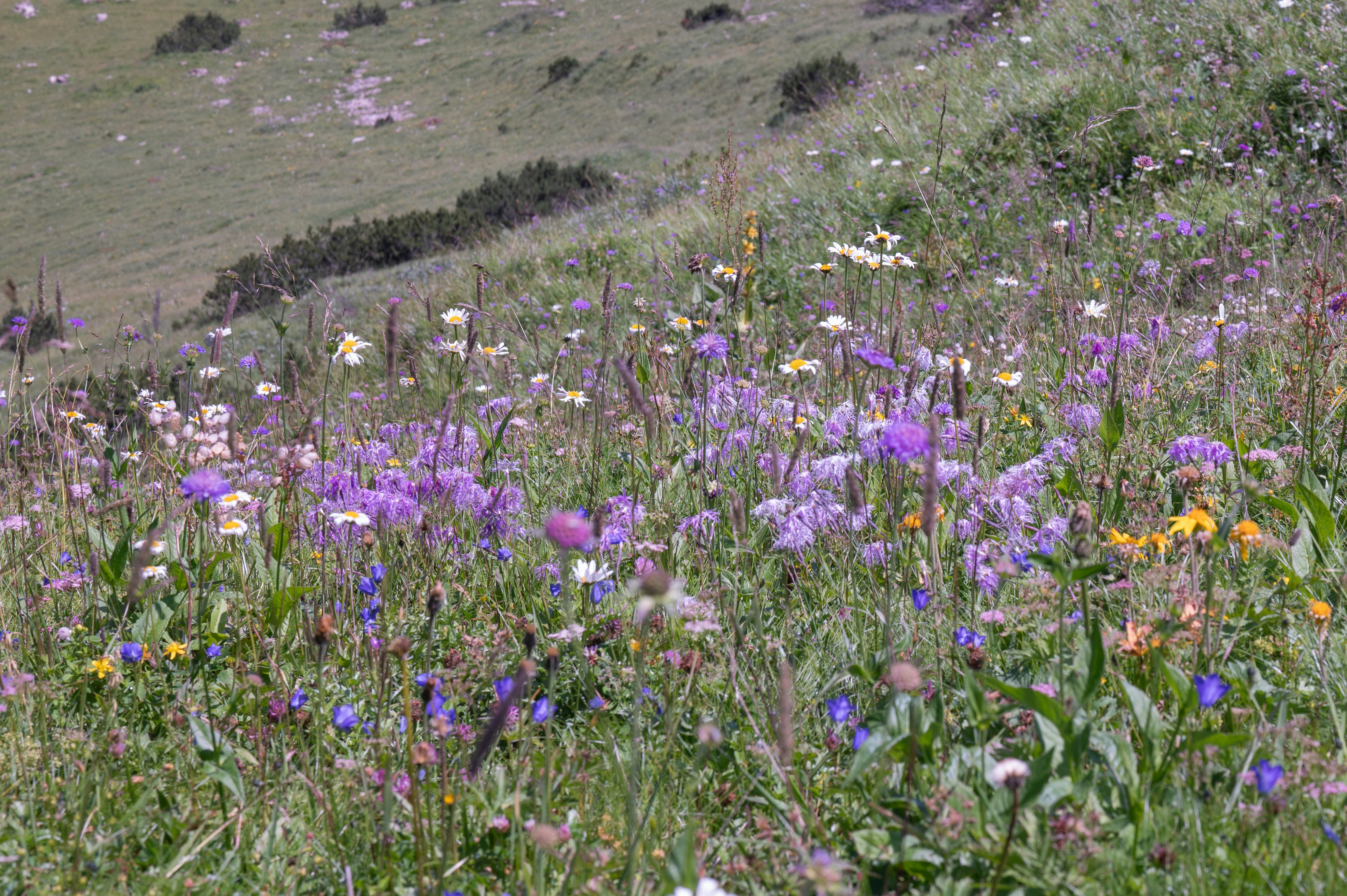 Meadow Mosaic: Violet and Golden Wildflowers on a Gentle Slope