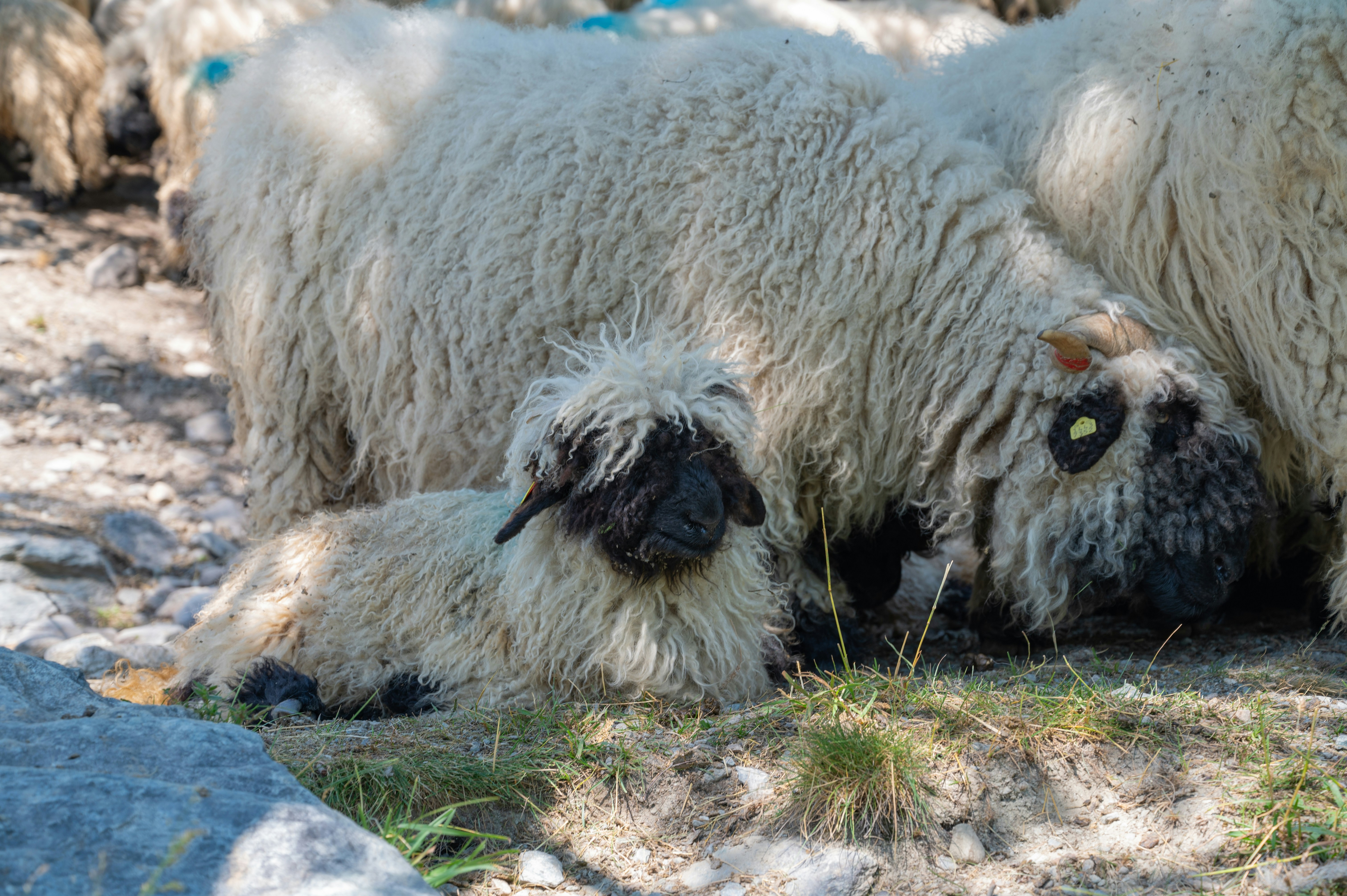 Quiet Slumber: A Woolly Trio Resting in Sunlit Dunes