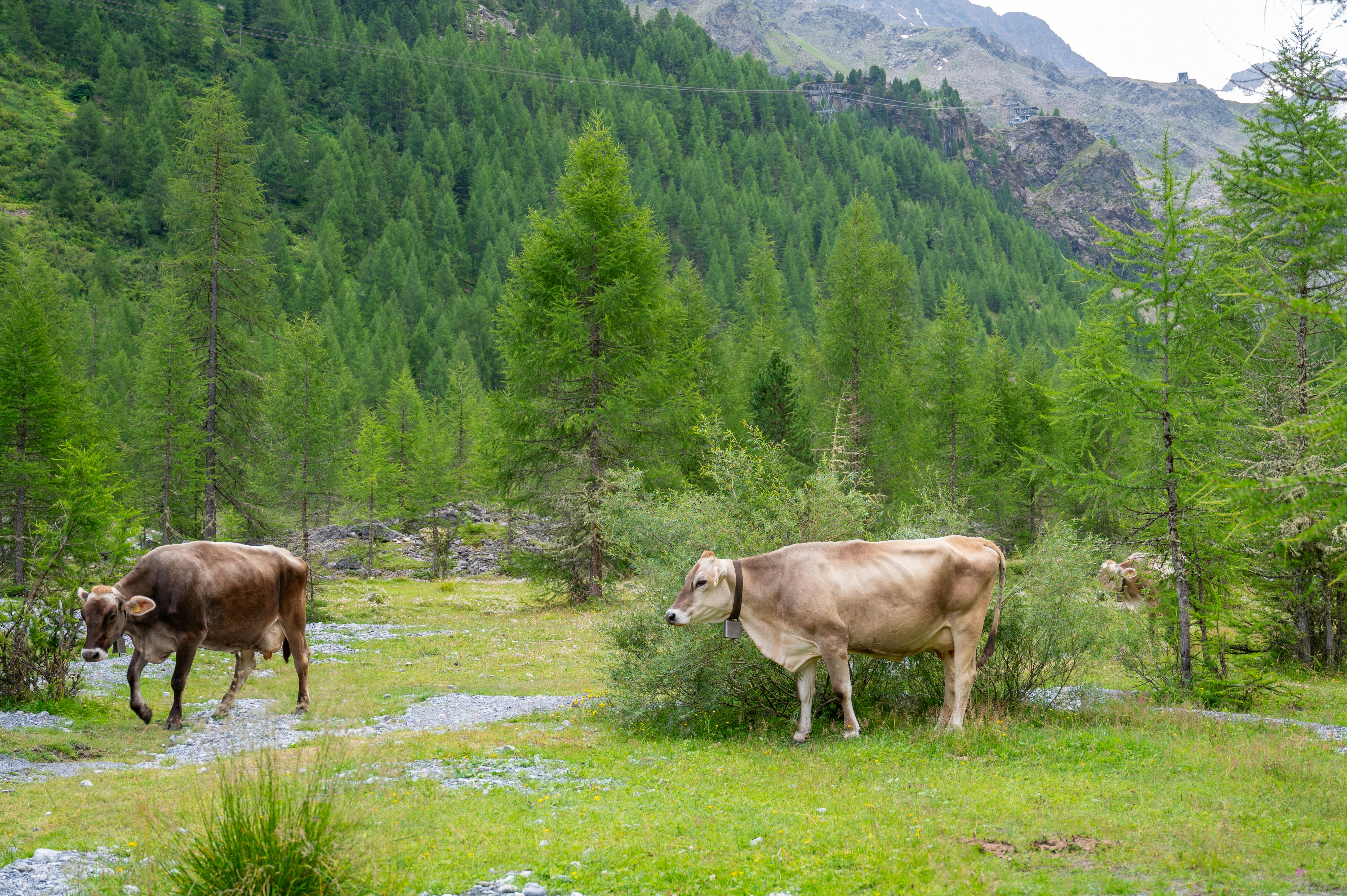 Photo by kees Westdijk with Nikon Z6 II