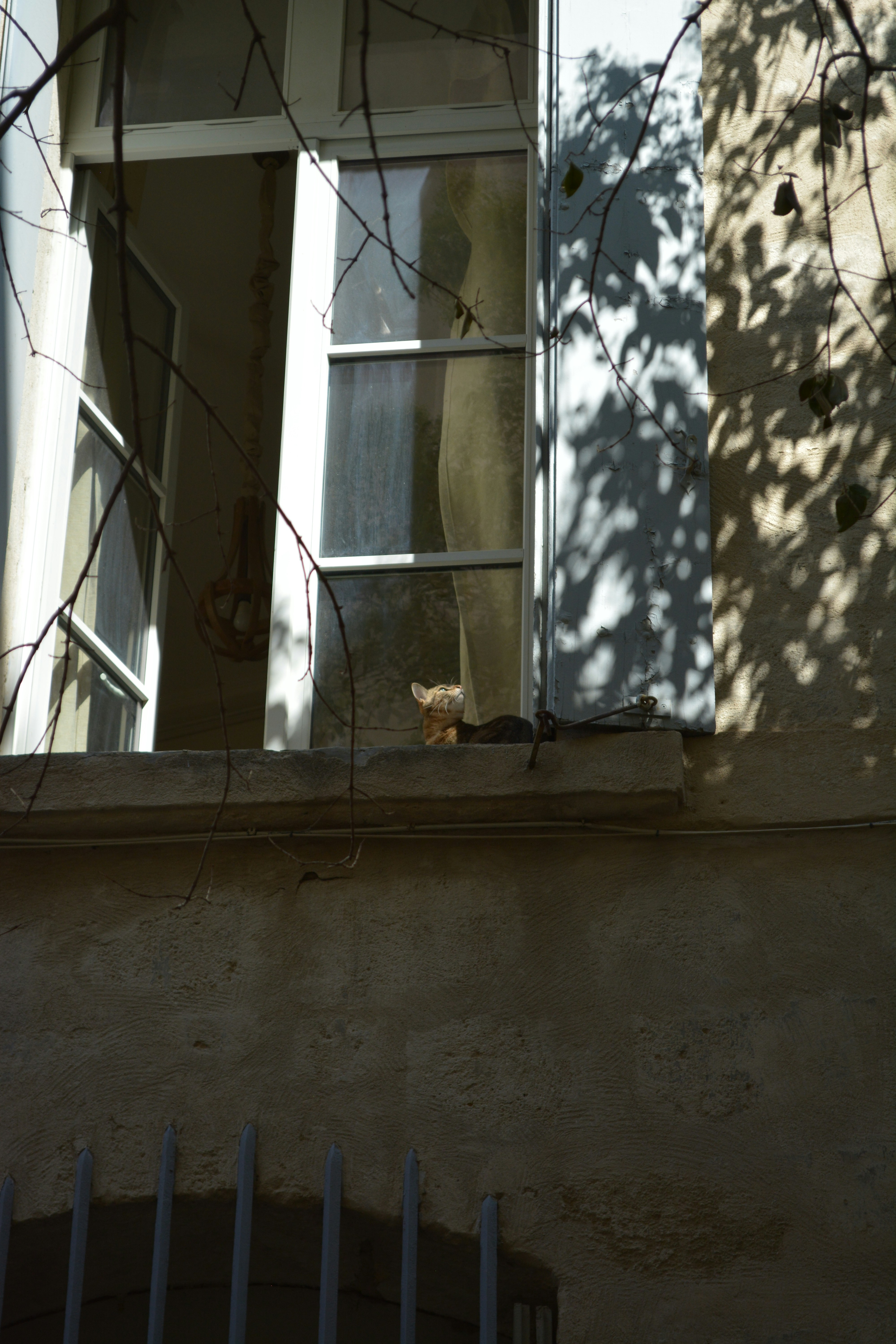 Sunlit Whiskers on a Weathered Window Ledge