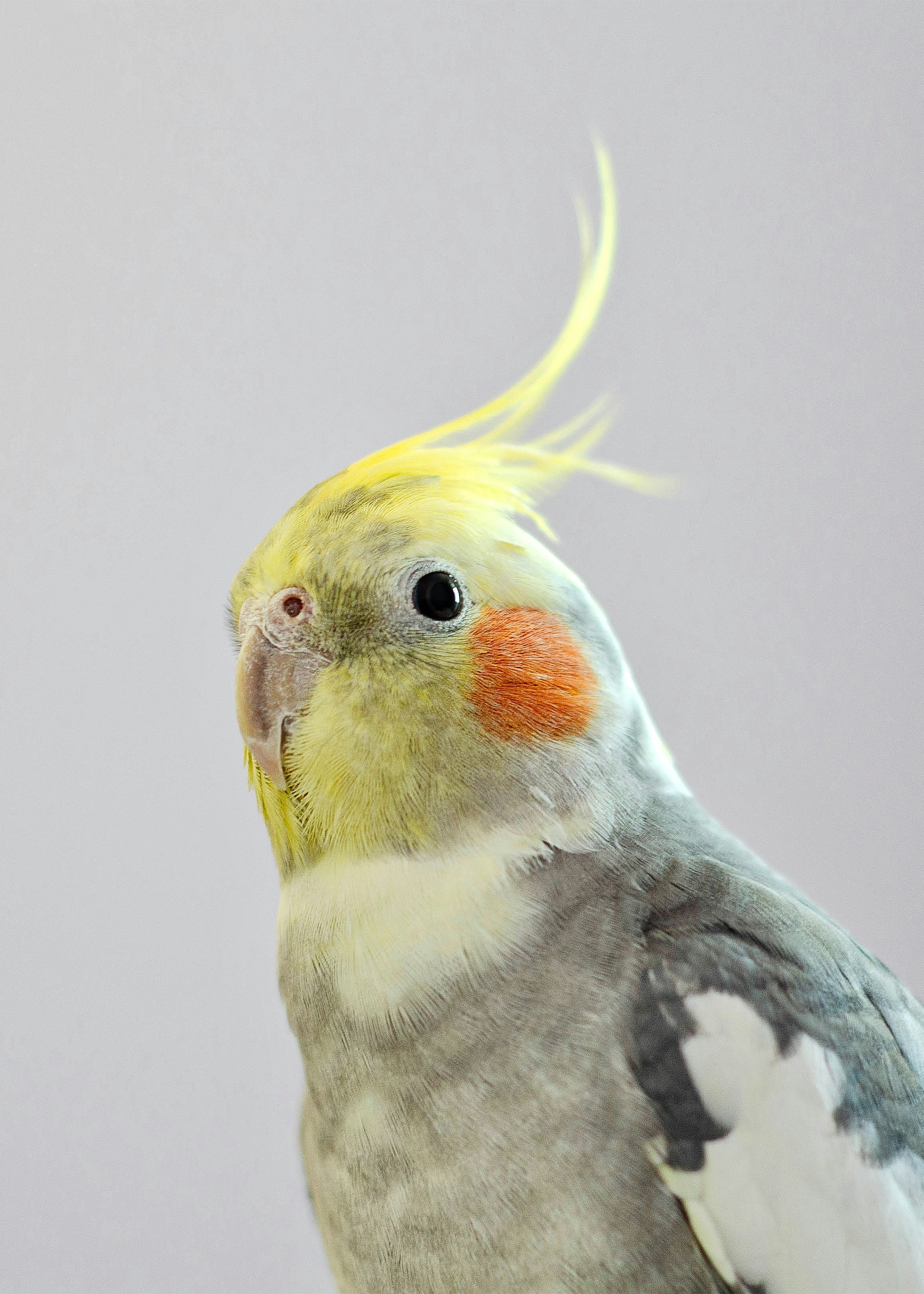 Flappy Bird Pictures | Download Free Images on Unsplash