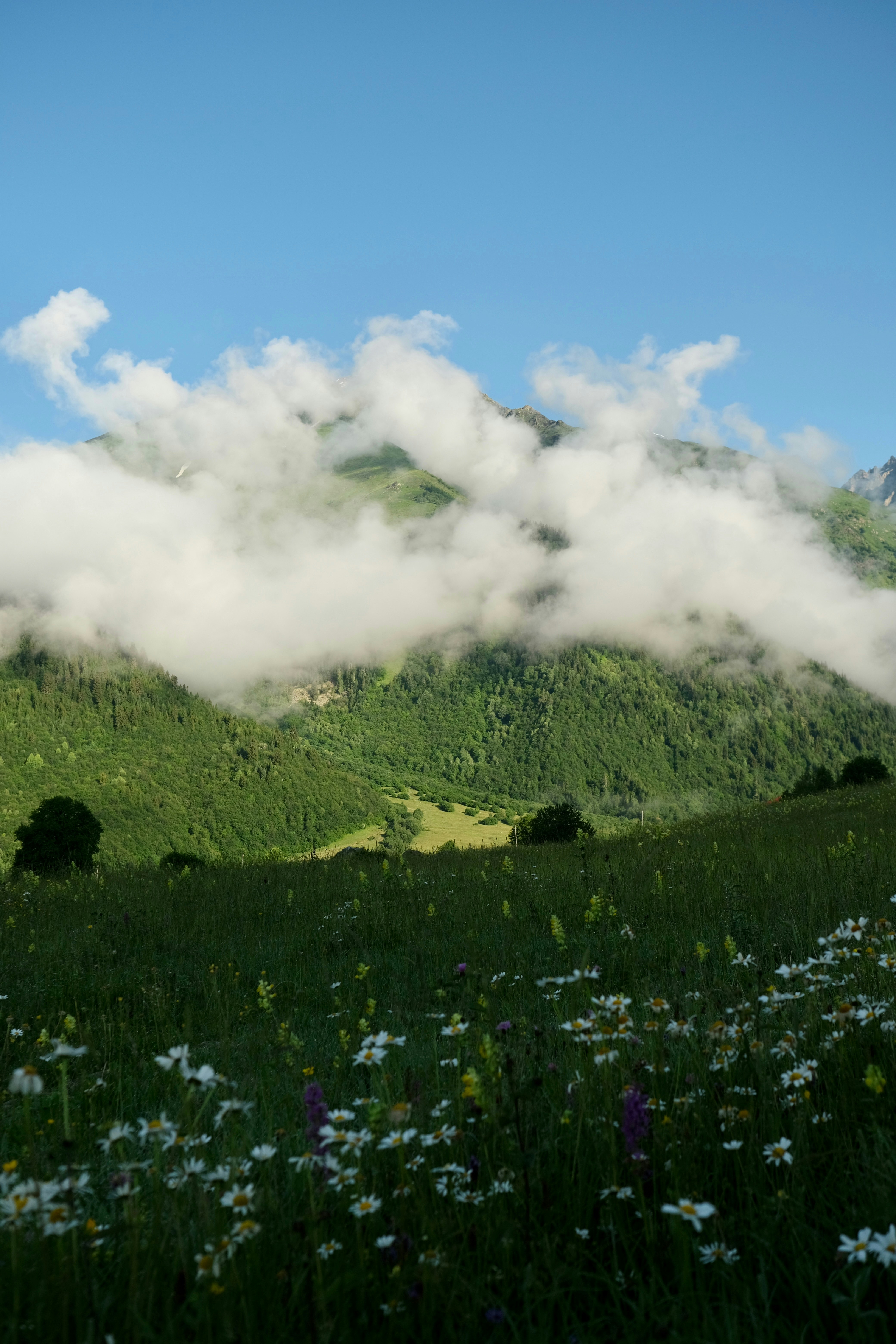 Clouds Clasp Alpine Ridge Over a Flower-Strewn Meadow