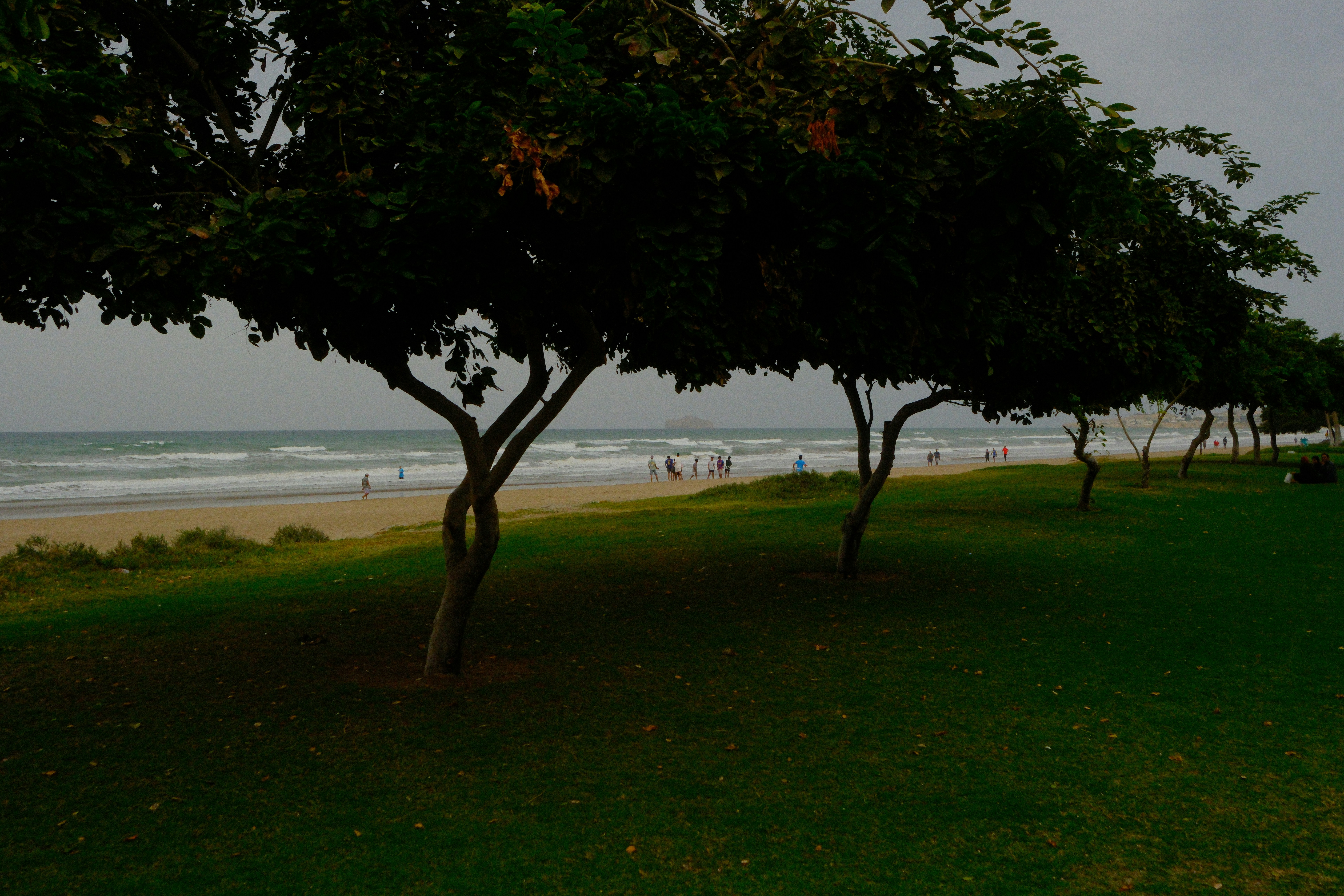 Coastal Canopy: Trees Framing the Shoreline