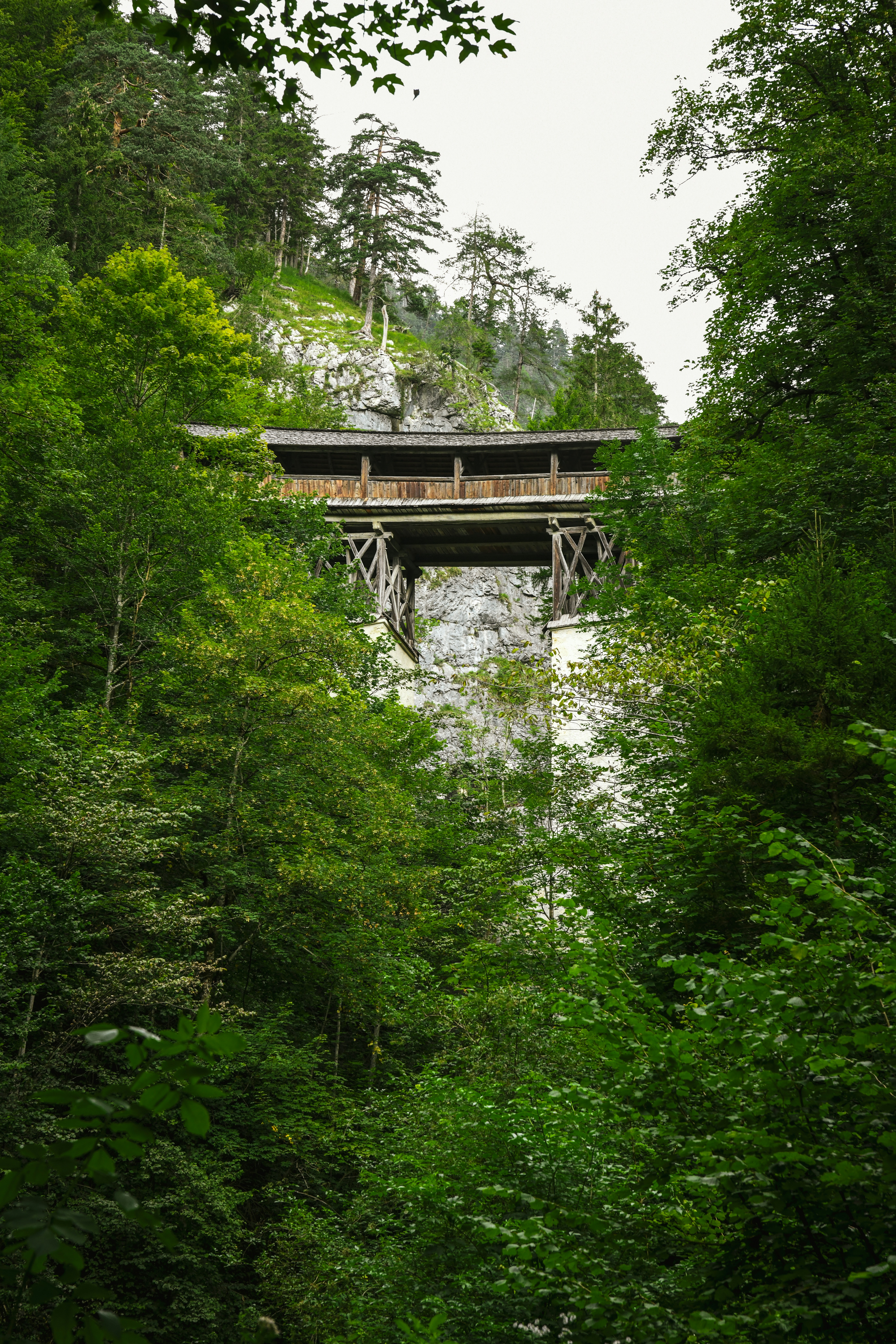 Timber Span Over a Verdant Gorge: A Hidden Forest Bridge
