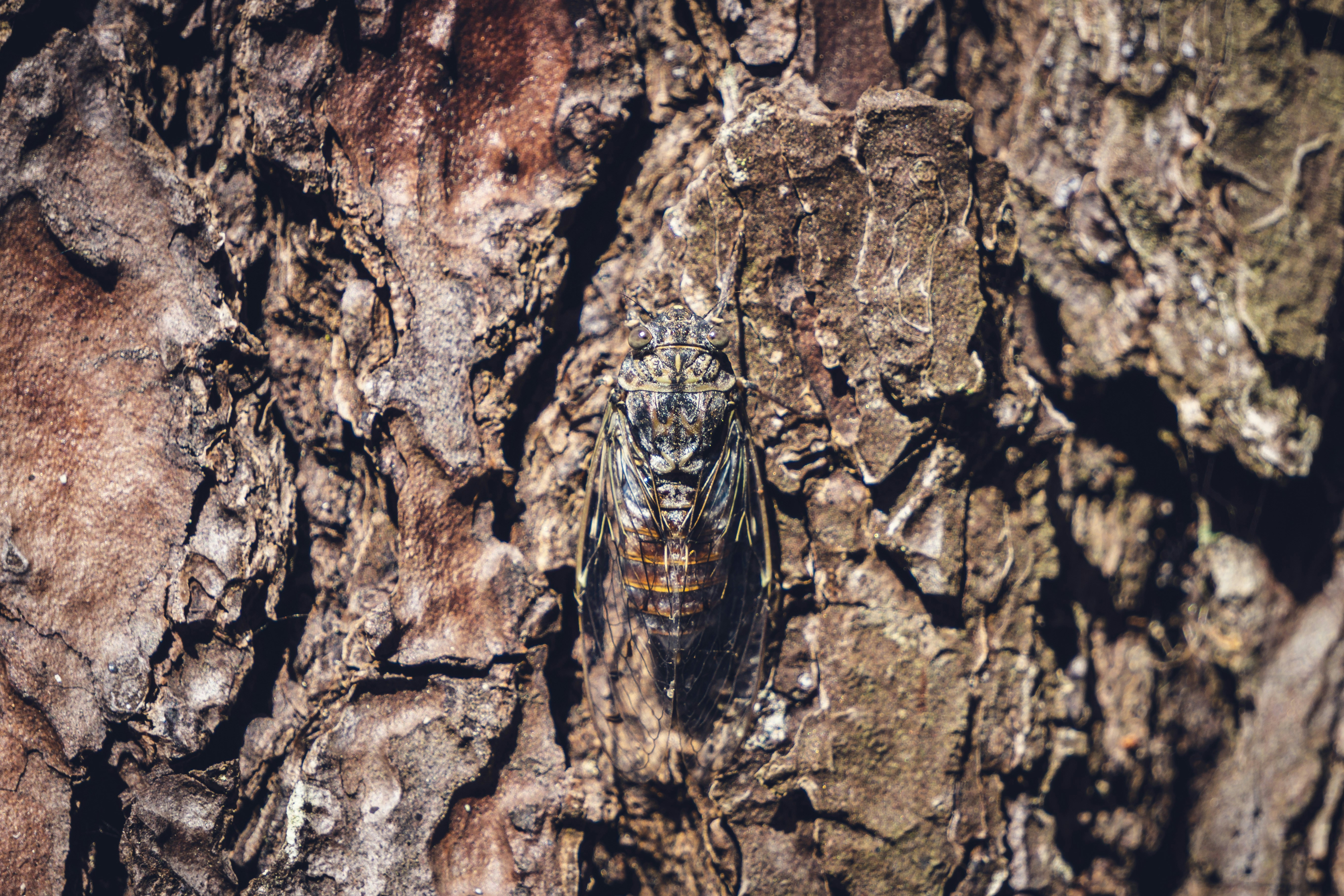 Shell on Bark: A Cicada Remnant Clinging to Time-Worn Wood