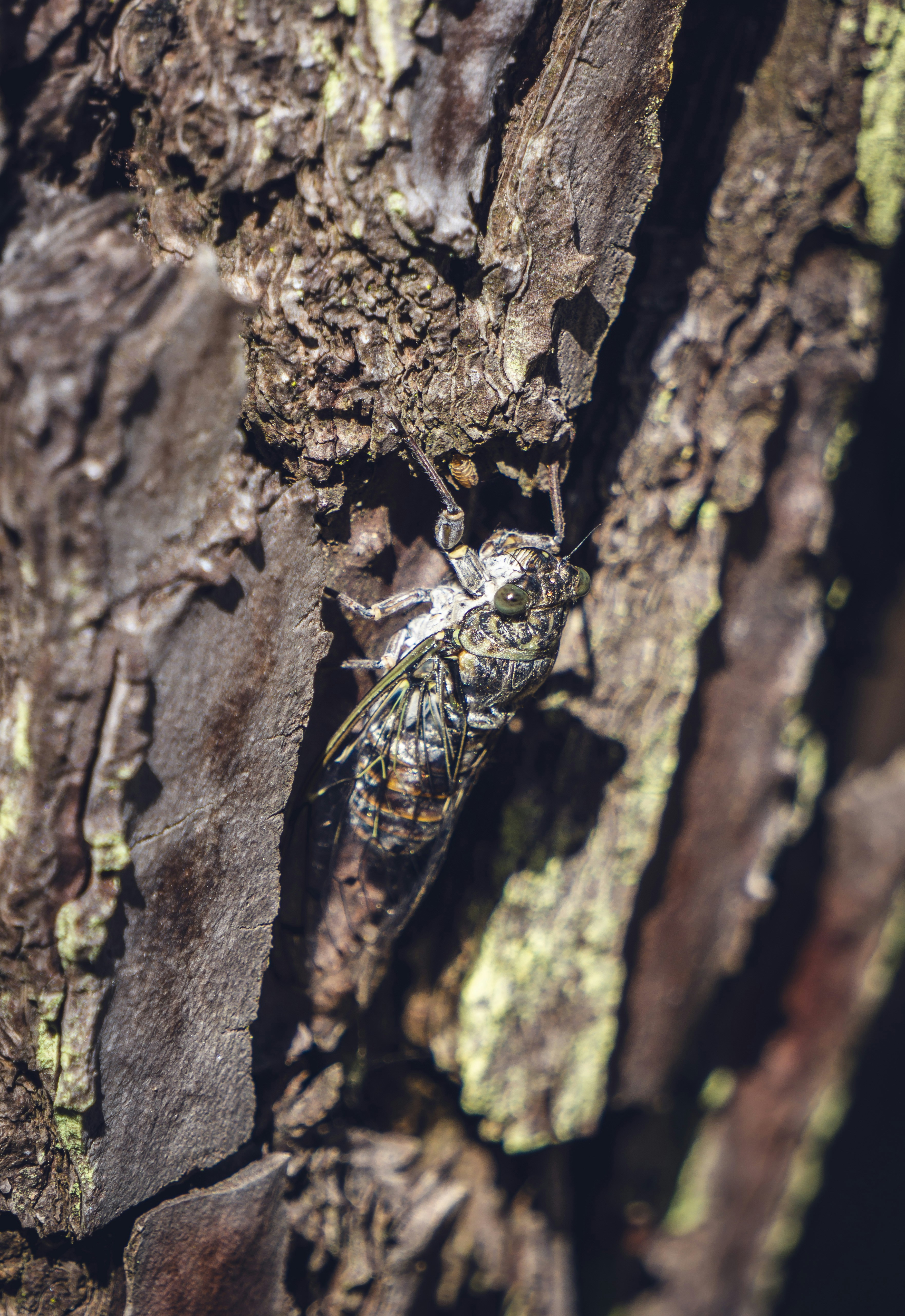 Cicada on Weathered Timber: A Close-Up of Texture and Light