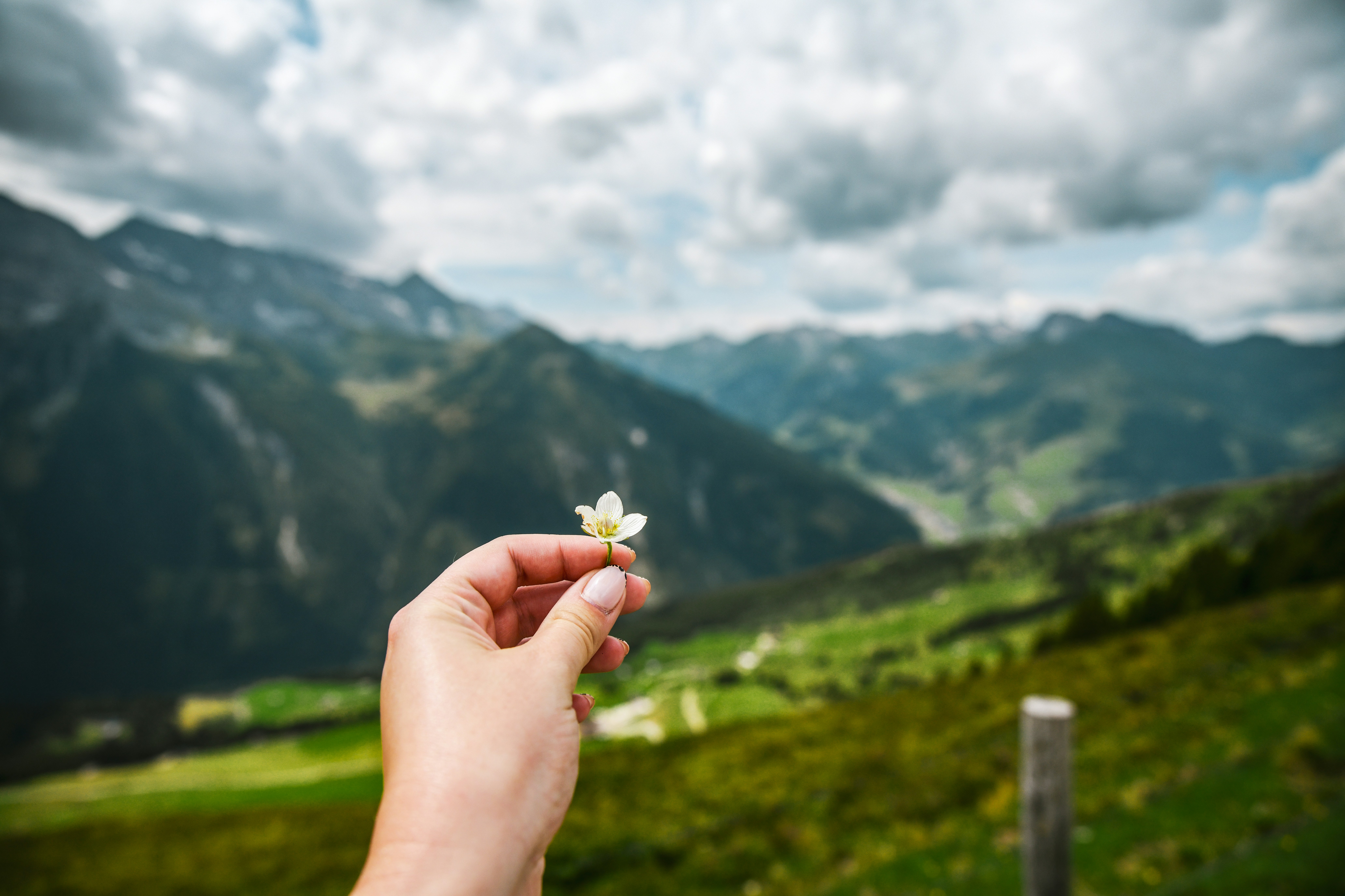 A Tiny Bloom in a Vast Alpine View