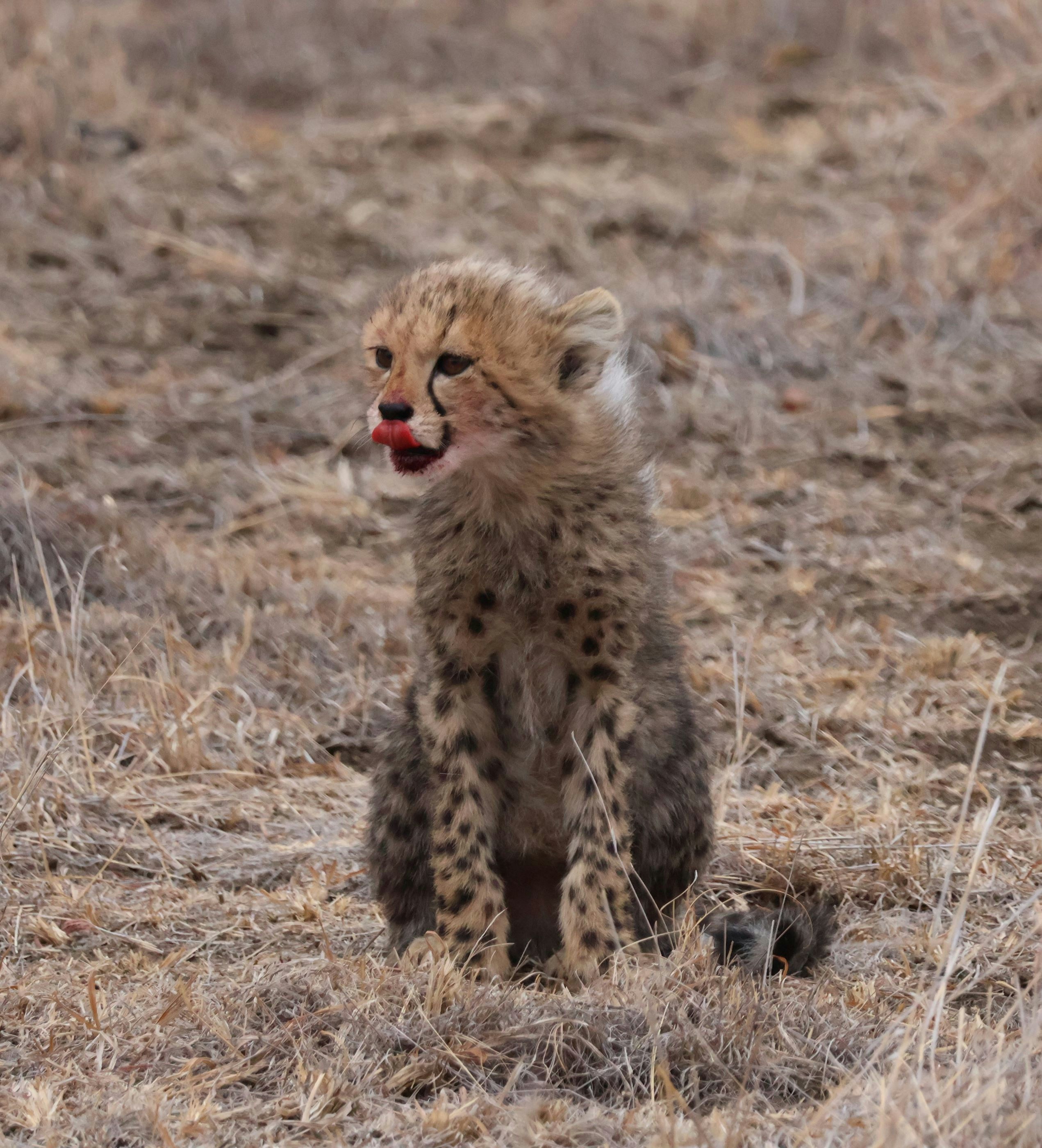 A small cheetah cub sitting in a field photo – Free Cheetah print Image ...