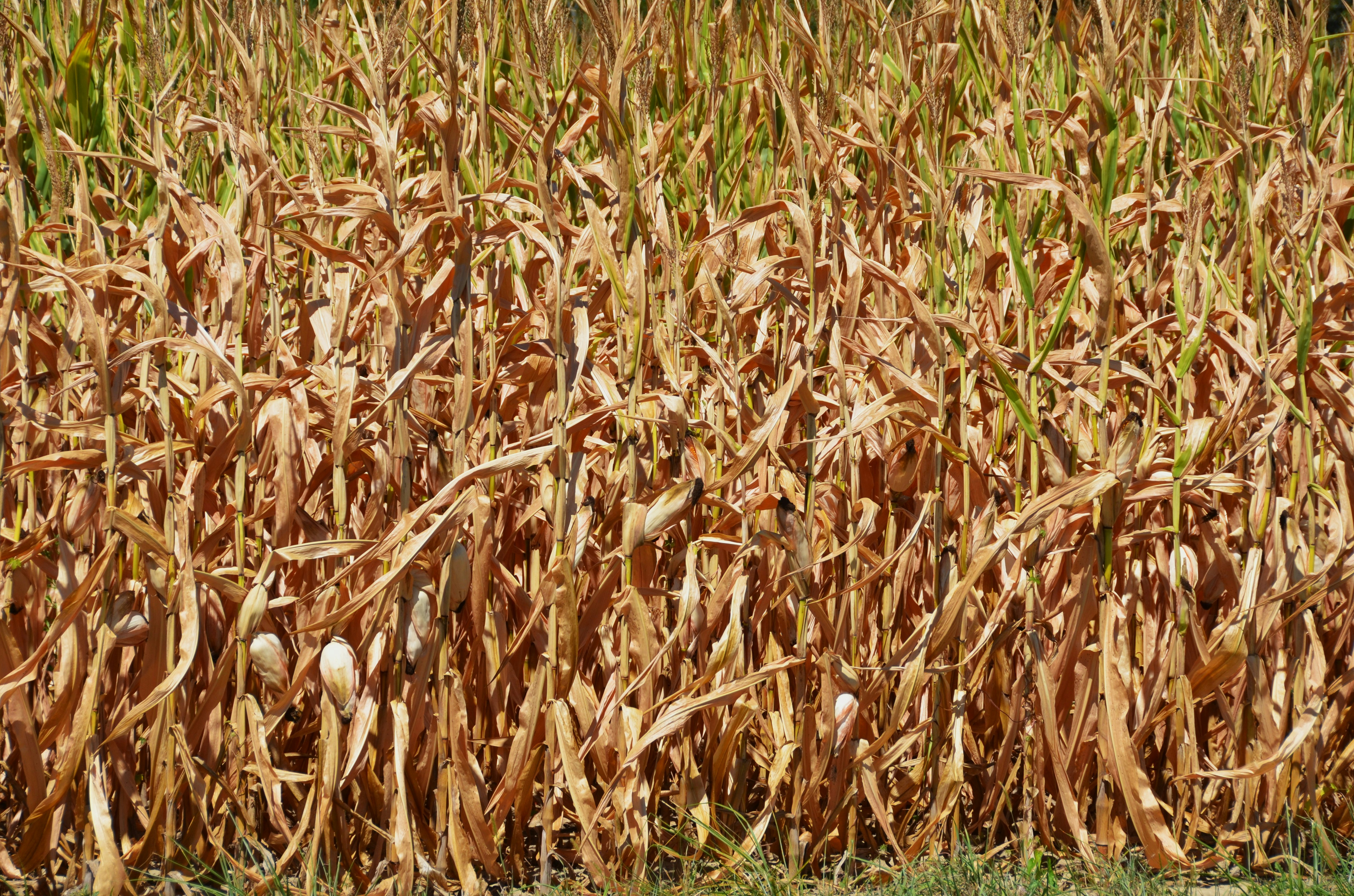A field of dead corn is shown in the foreground photo – Free ...