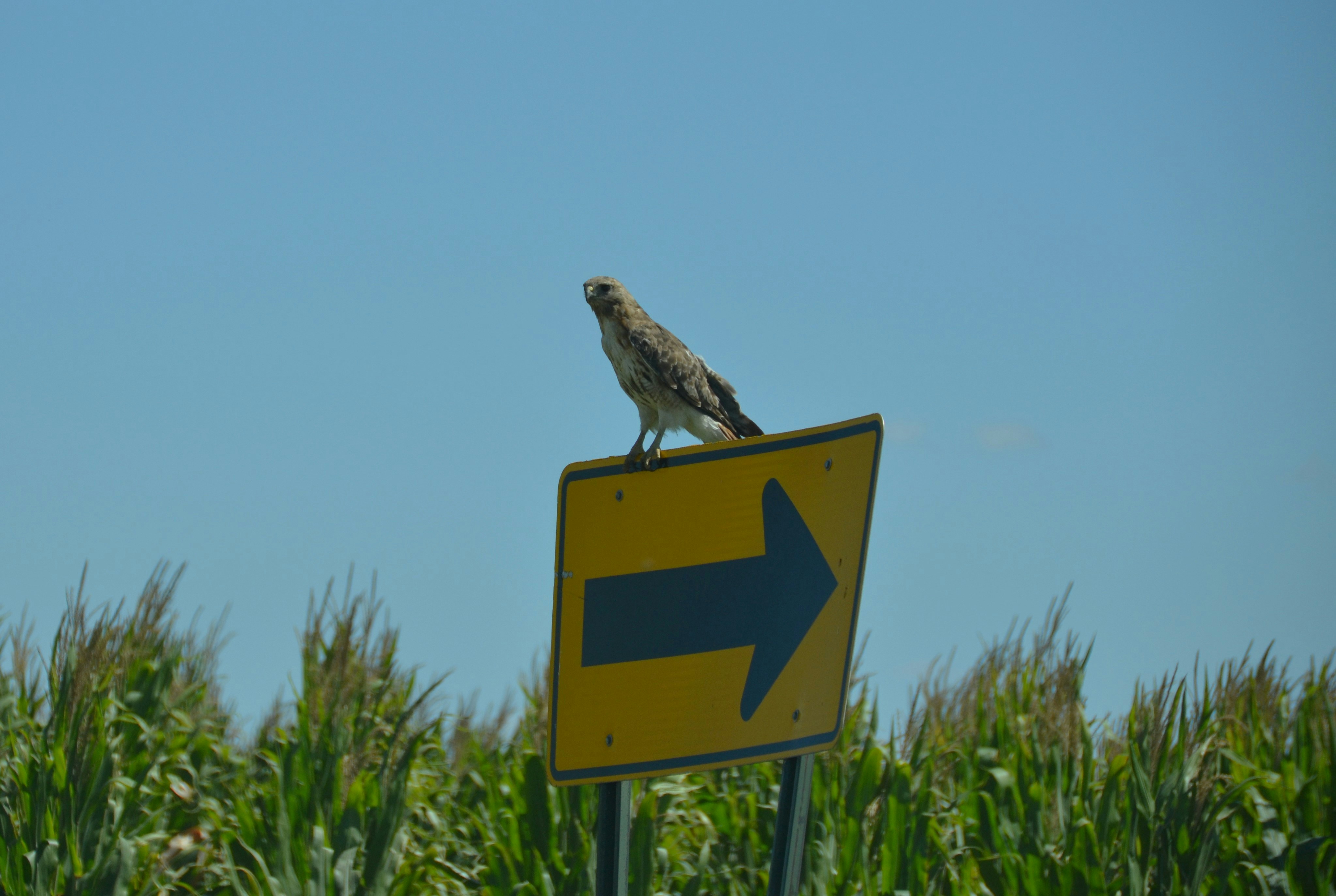 Hawk Perches on a Right-Turn Sign Above a Sunlit Cornfield