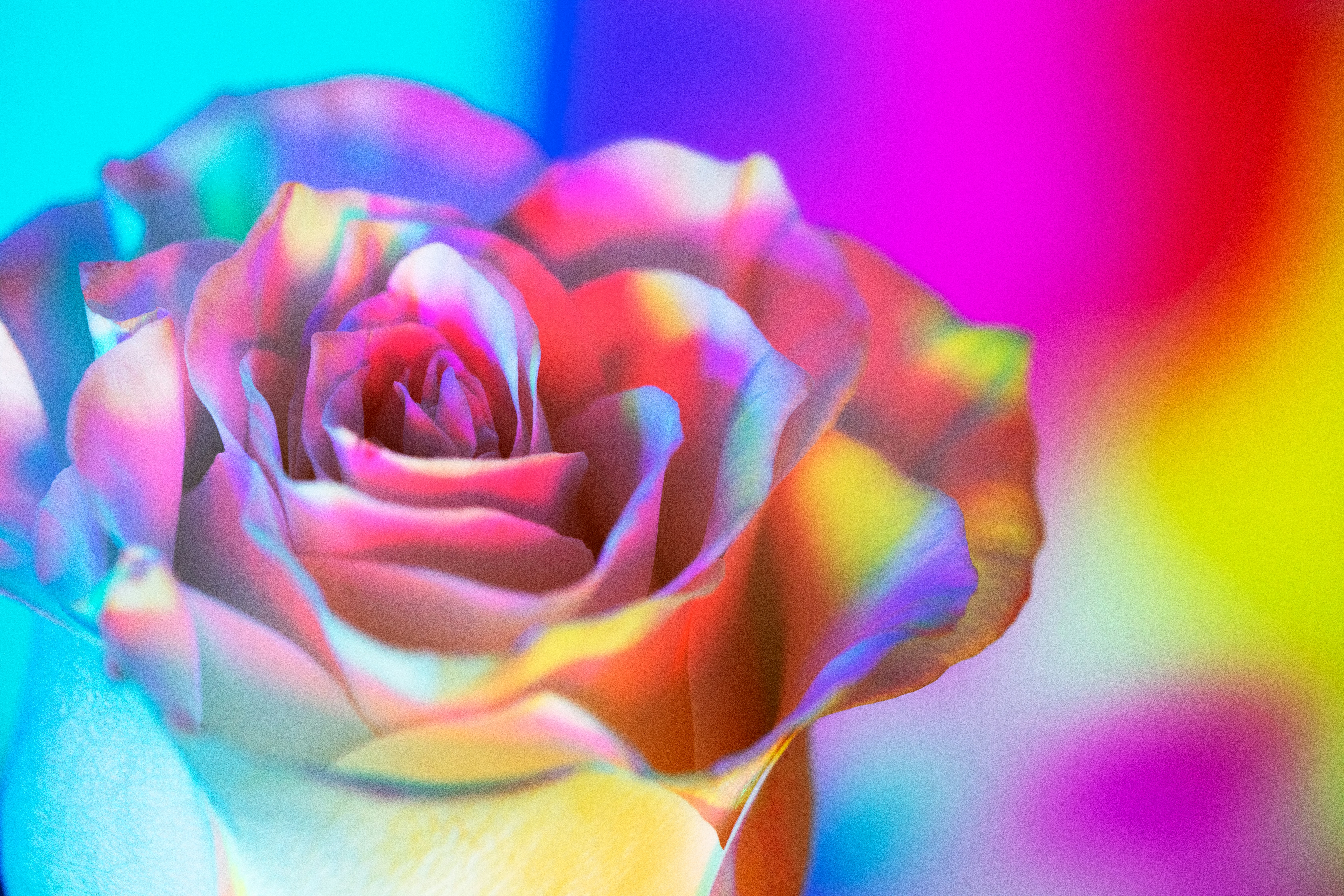 A multicolored picture of a rose in a vase photo – Free Rainbow rose ...