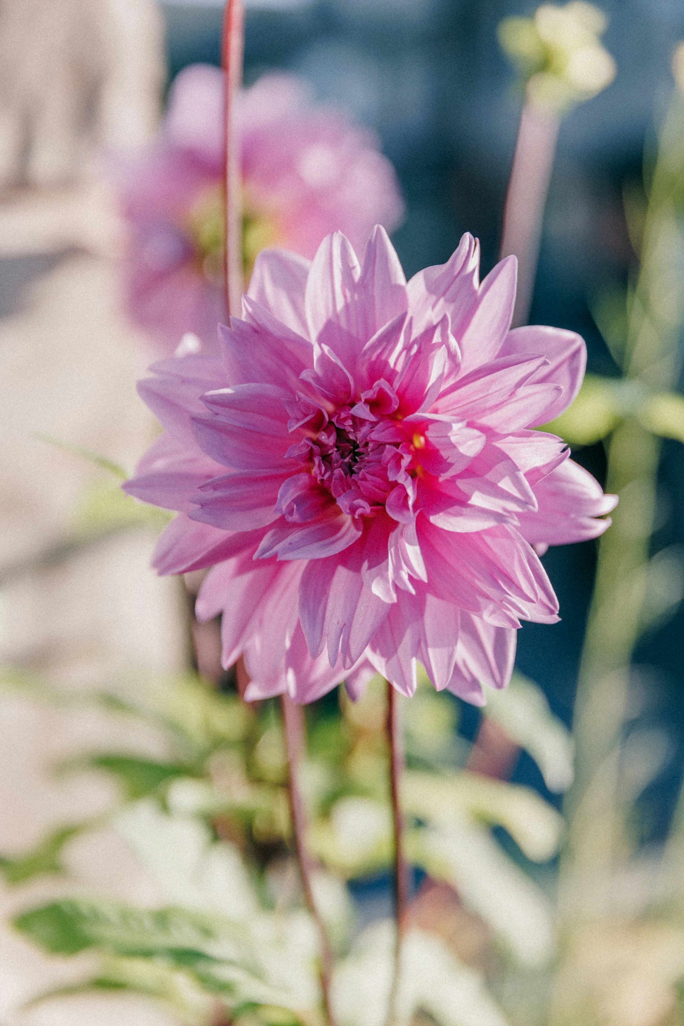 Pink Dahlia in Velvet Bokeh: A Close-Up Study