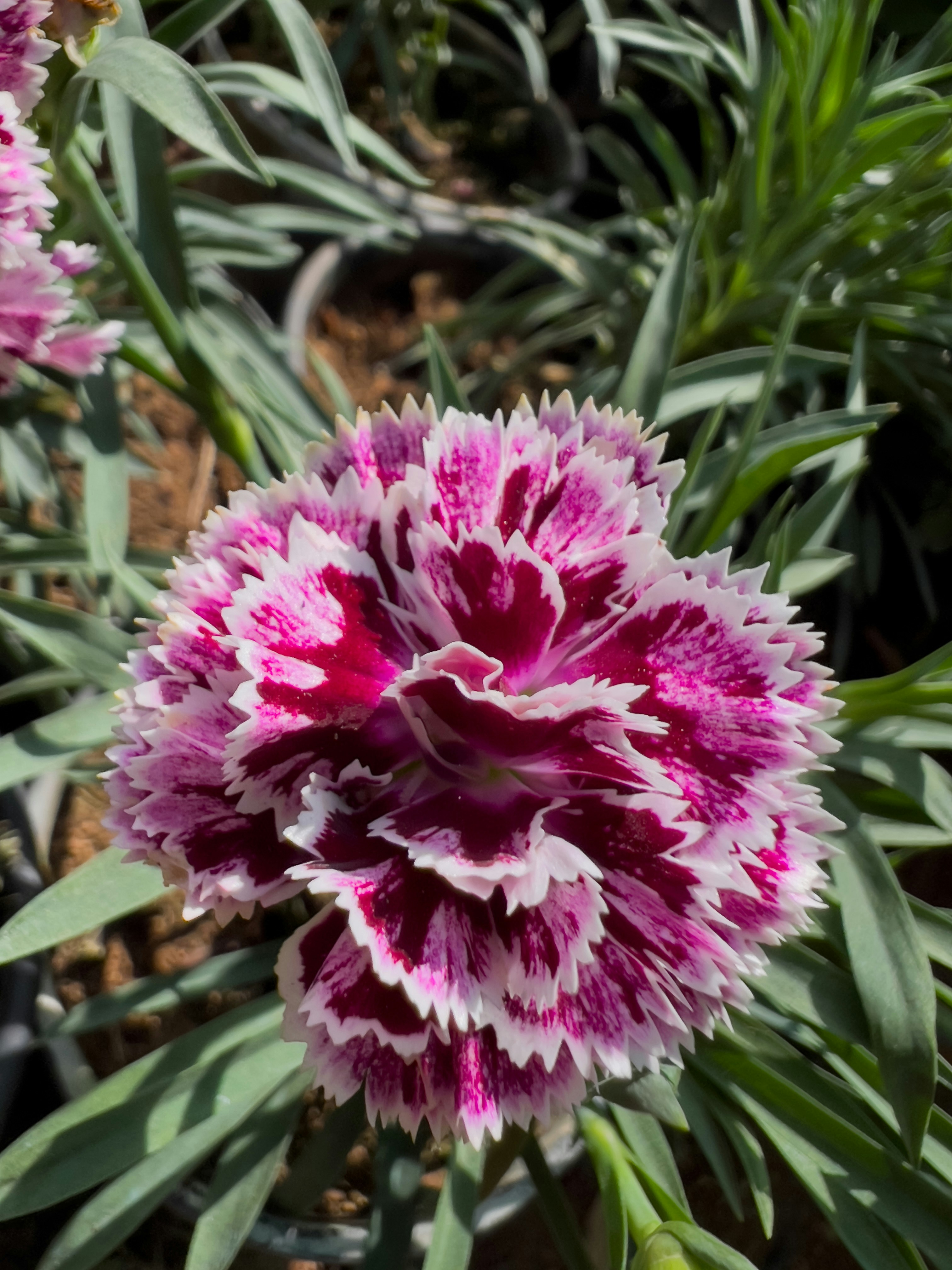 Crimson Frills: Macro Portrait of a Pink-White Carnation