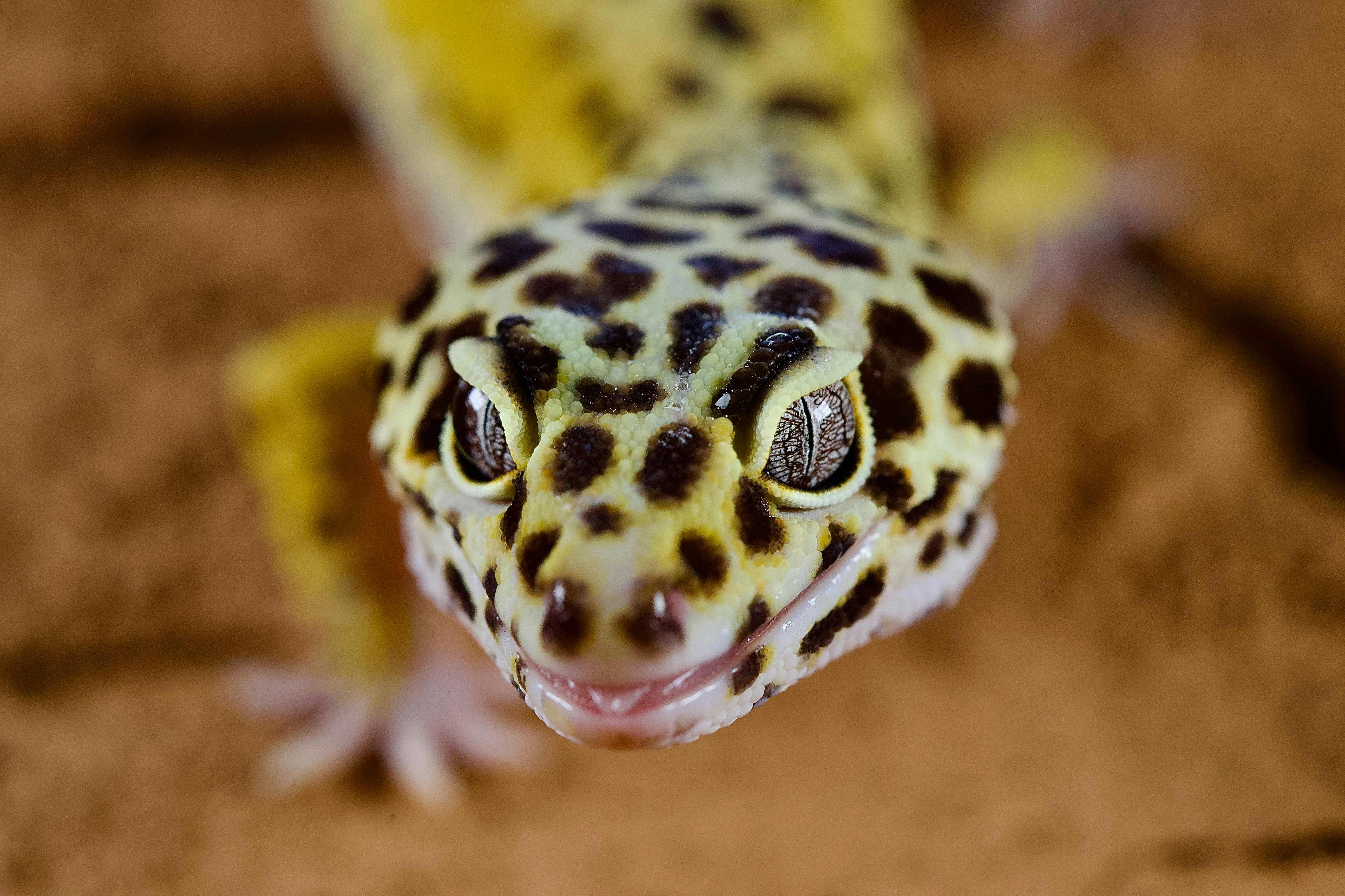 A close up of a gecko on a bed of sand photo – Free Gecko Image on Unsplash