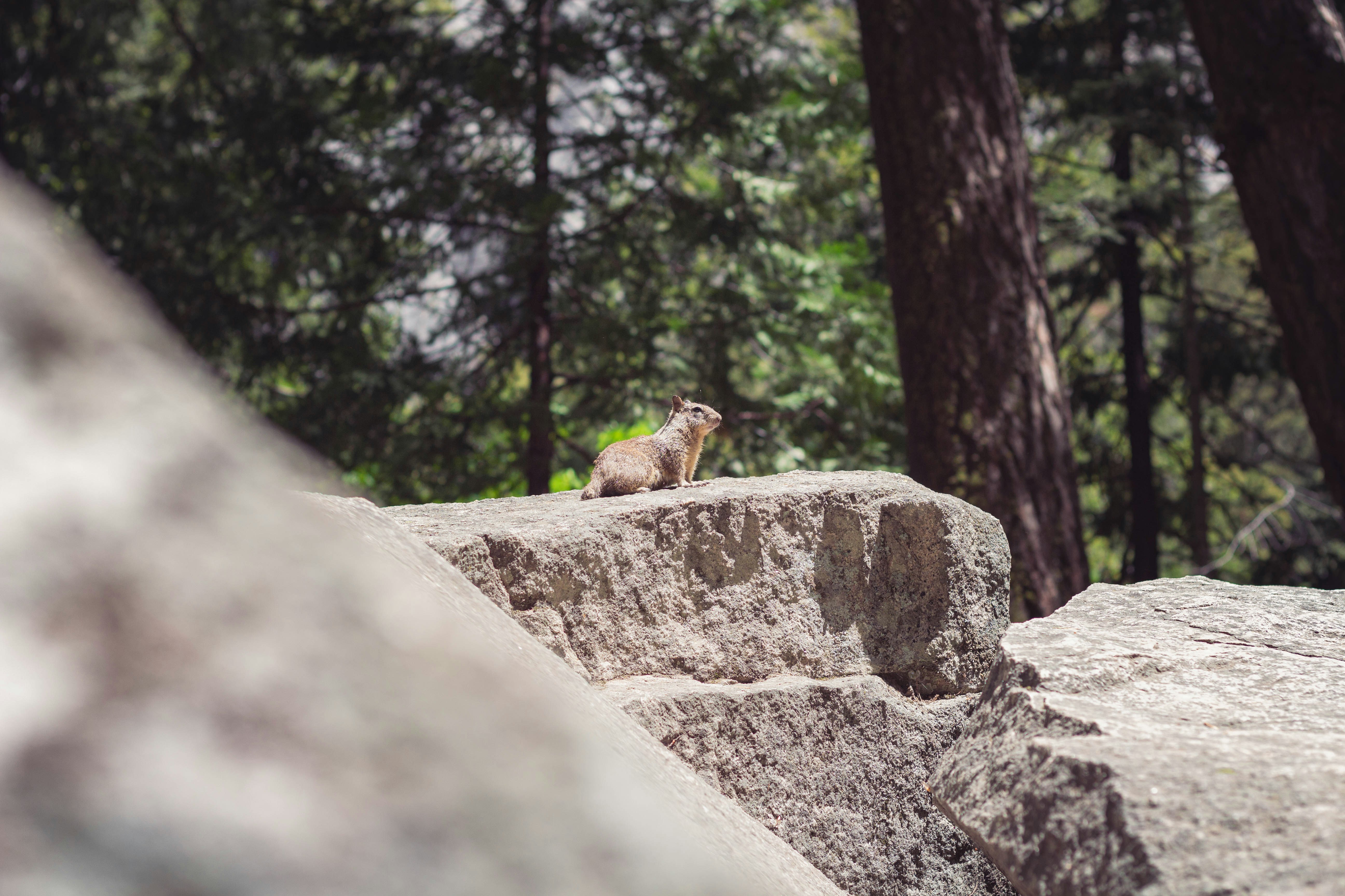 Marmot Vigil on a Granite Ridge Above the Pines