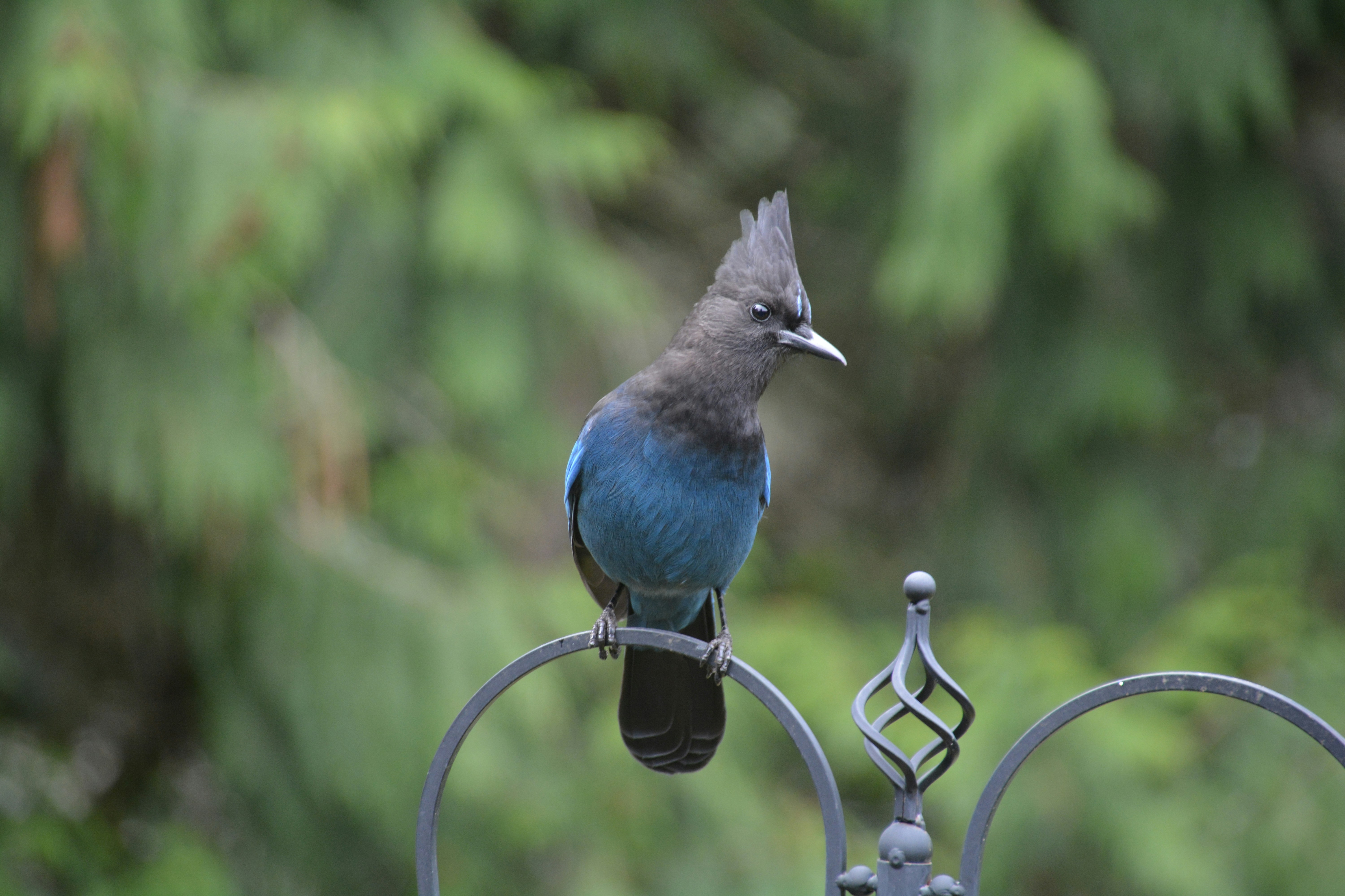 Crested Blue Jay Perched on an Ornamental Gate Amid Verdant Blur