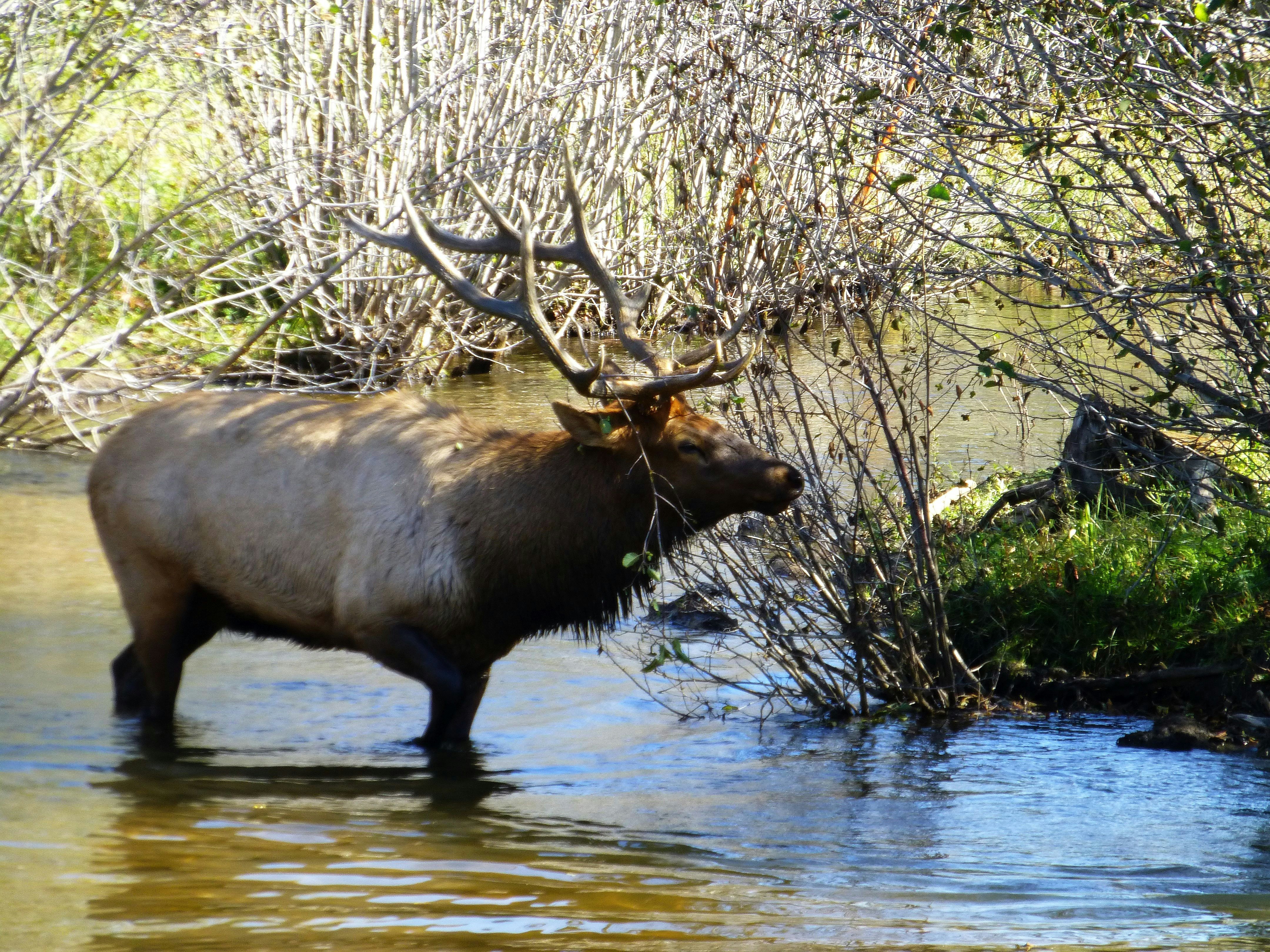 Elk standing in shallow water surrounded by sparse vegetation, showcasing its impressive antlers. A serene moment in nature.