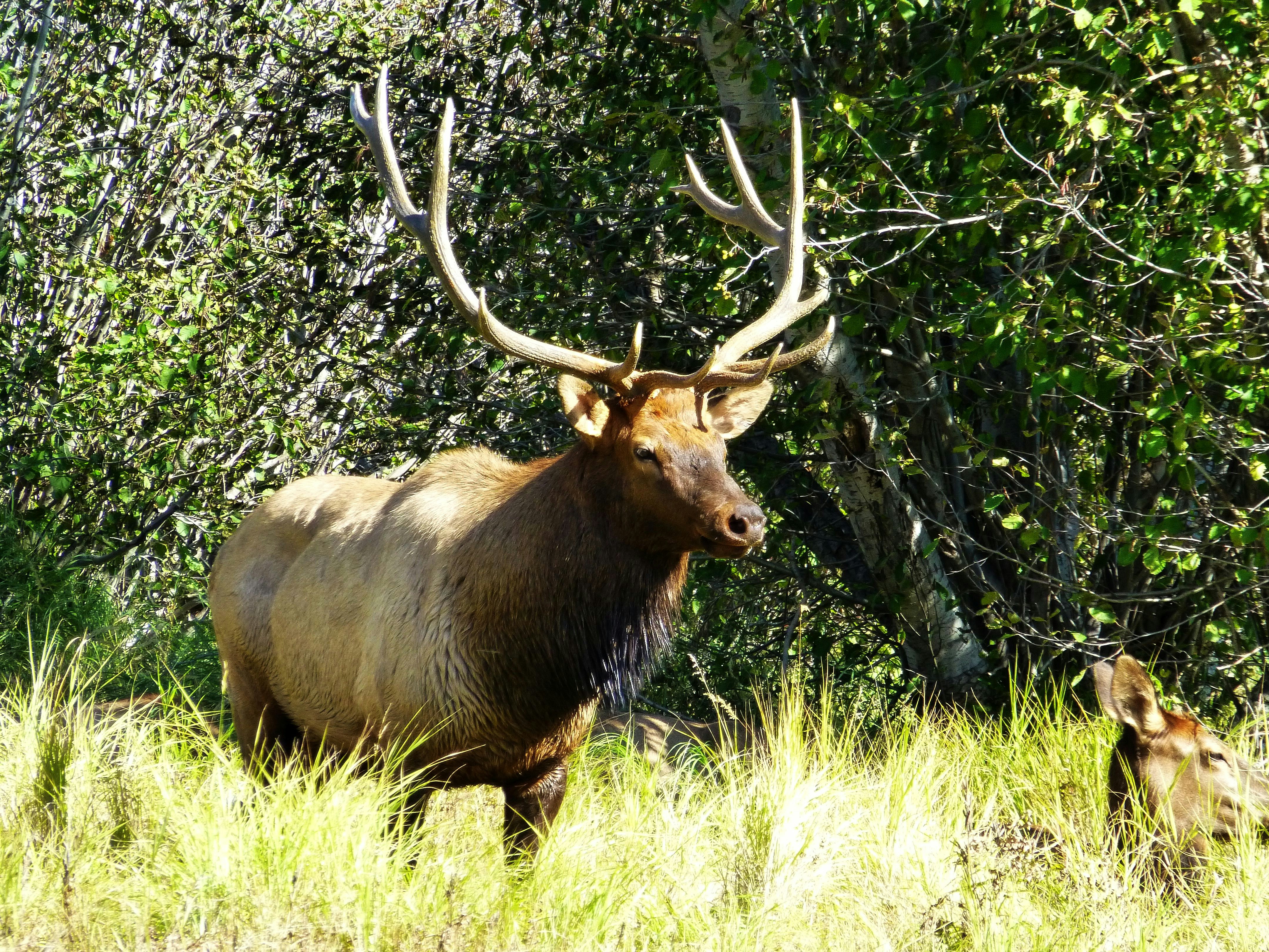 A large elk standing next to a forest filled with trees