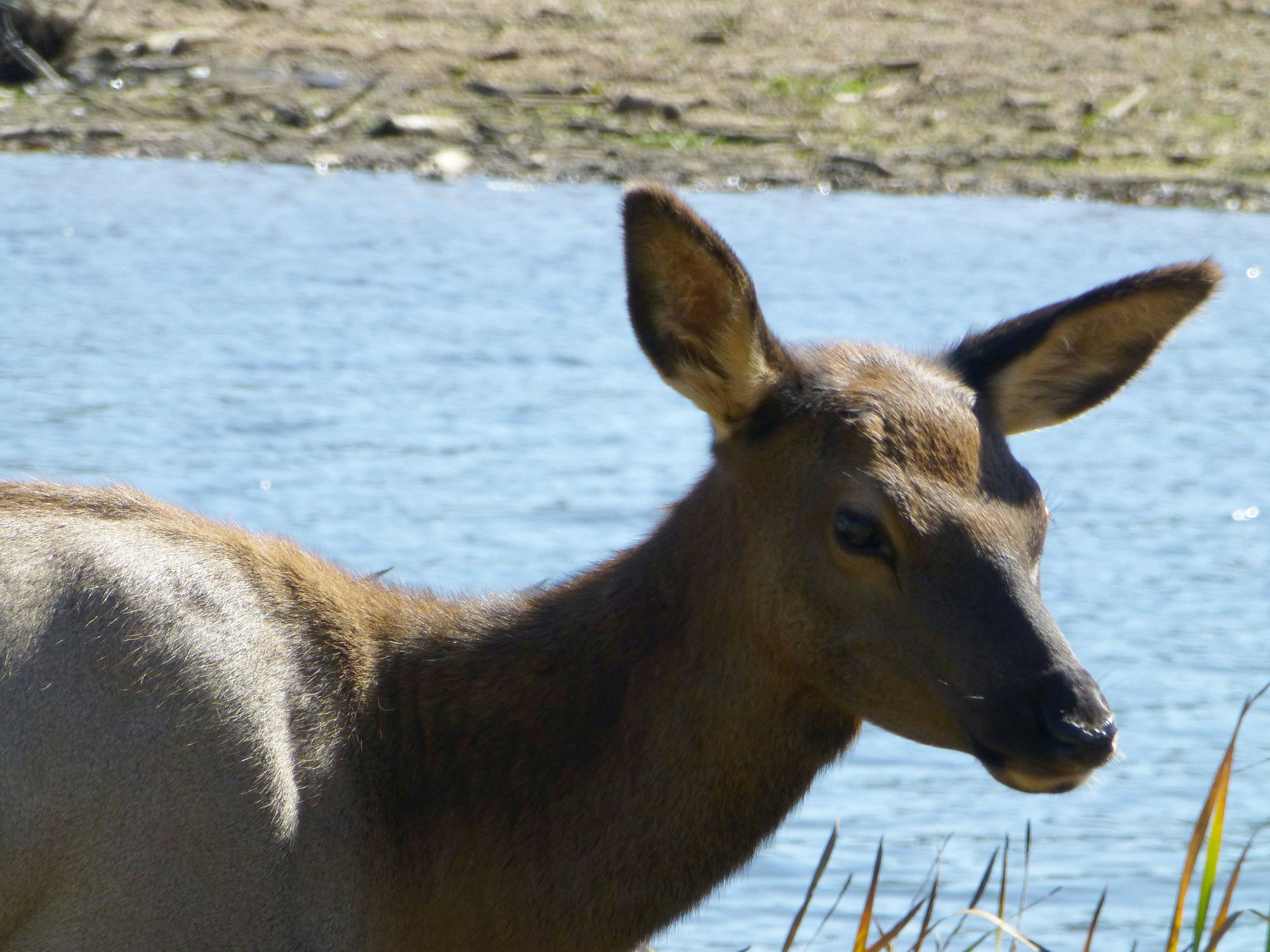 A deer standing next to a body of water