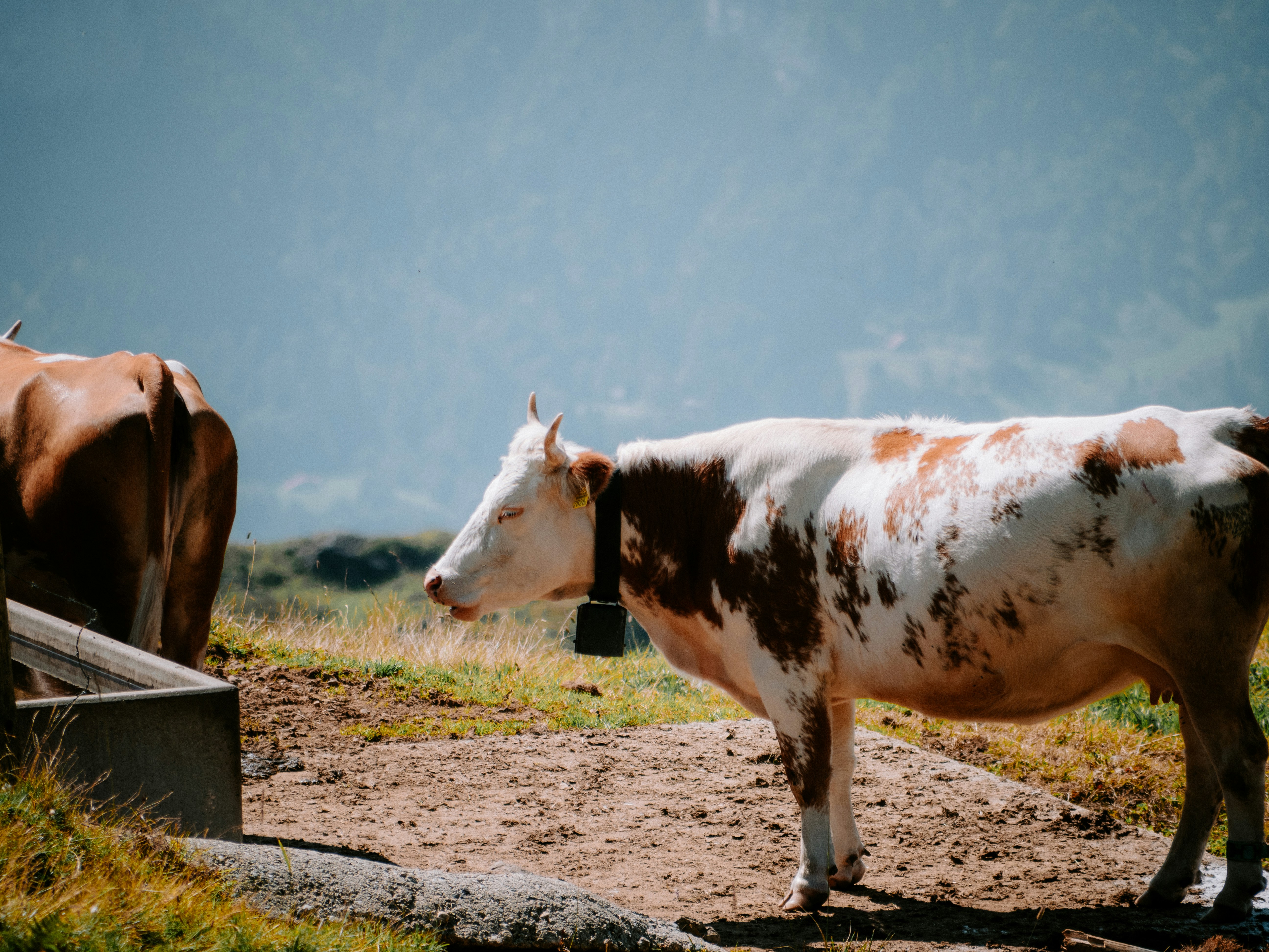 Sunlit Turnout: A Brown-and-White Cow Pauses by the Feed Trough in a Quiet Meadow
