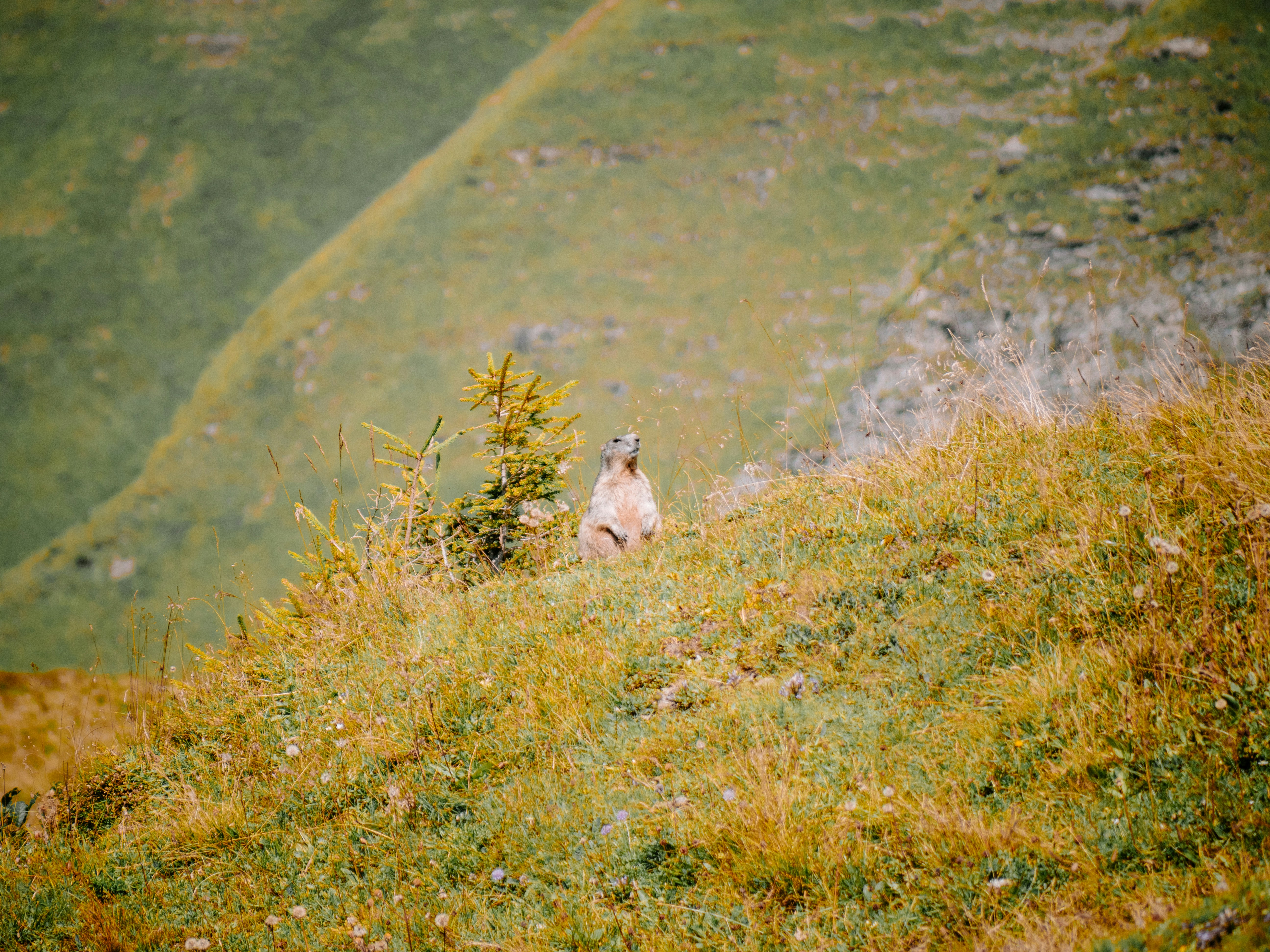 Alpine Marmot on a Golden Alpine Slope Under Quiet Light