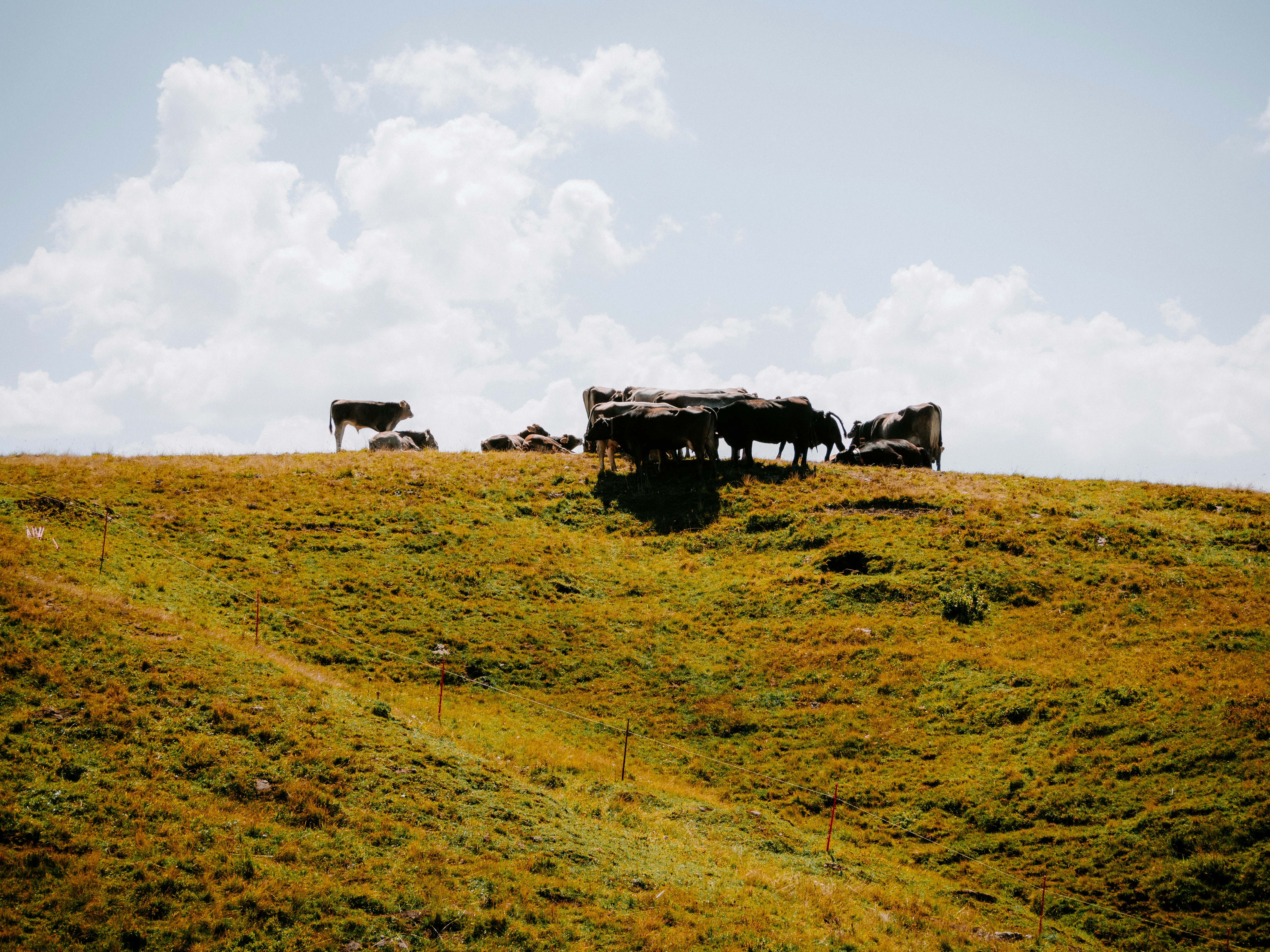 Cattle at the Crest: A Quiet Herd on a Sunlit Hill