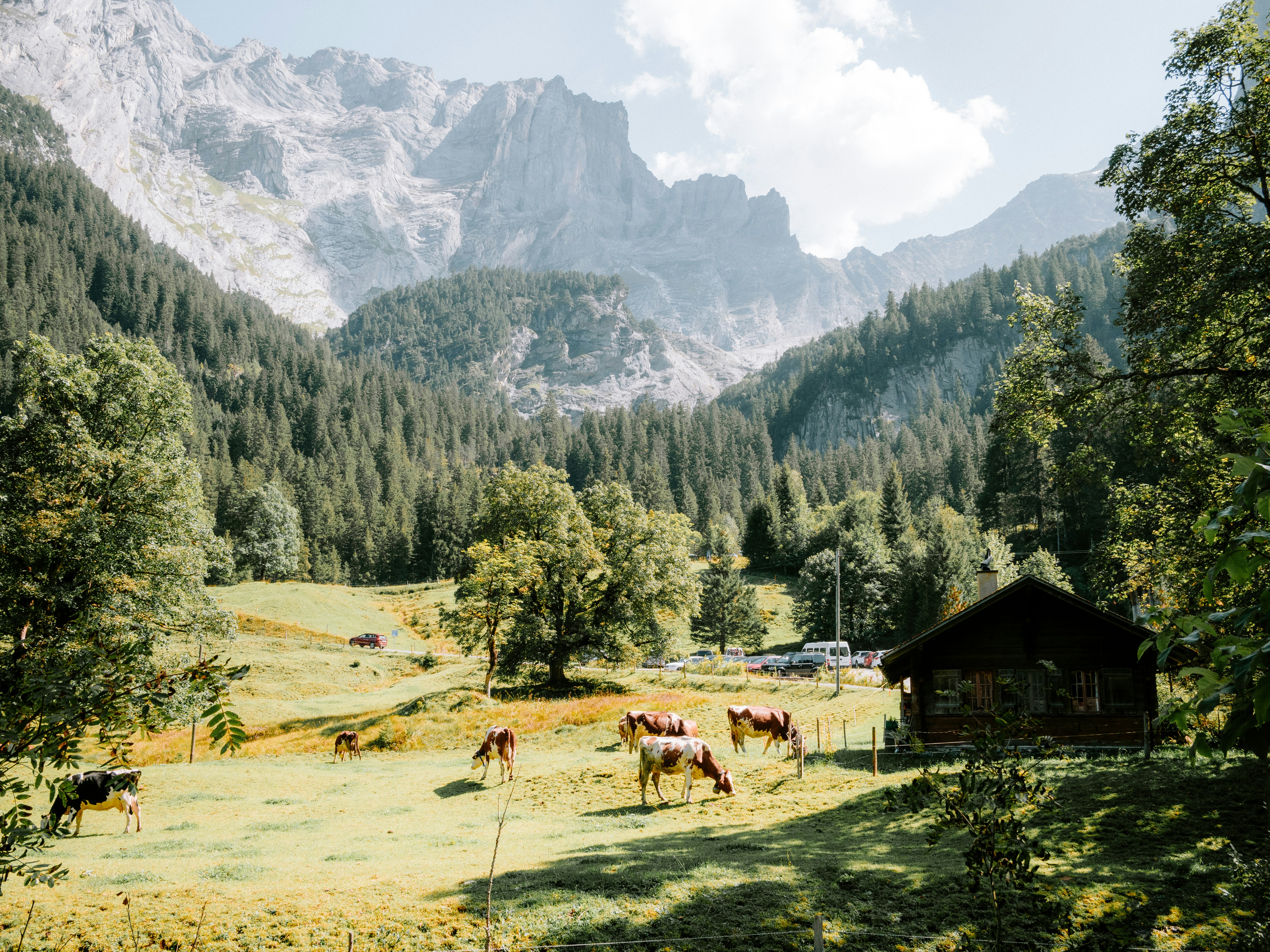 Horses in an Alpine Meadow Beneath Craggy Peaks