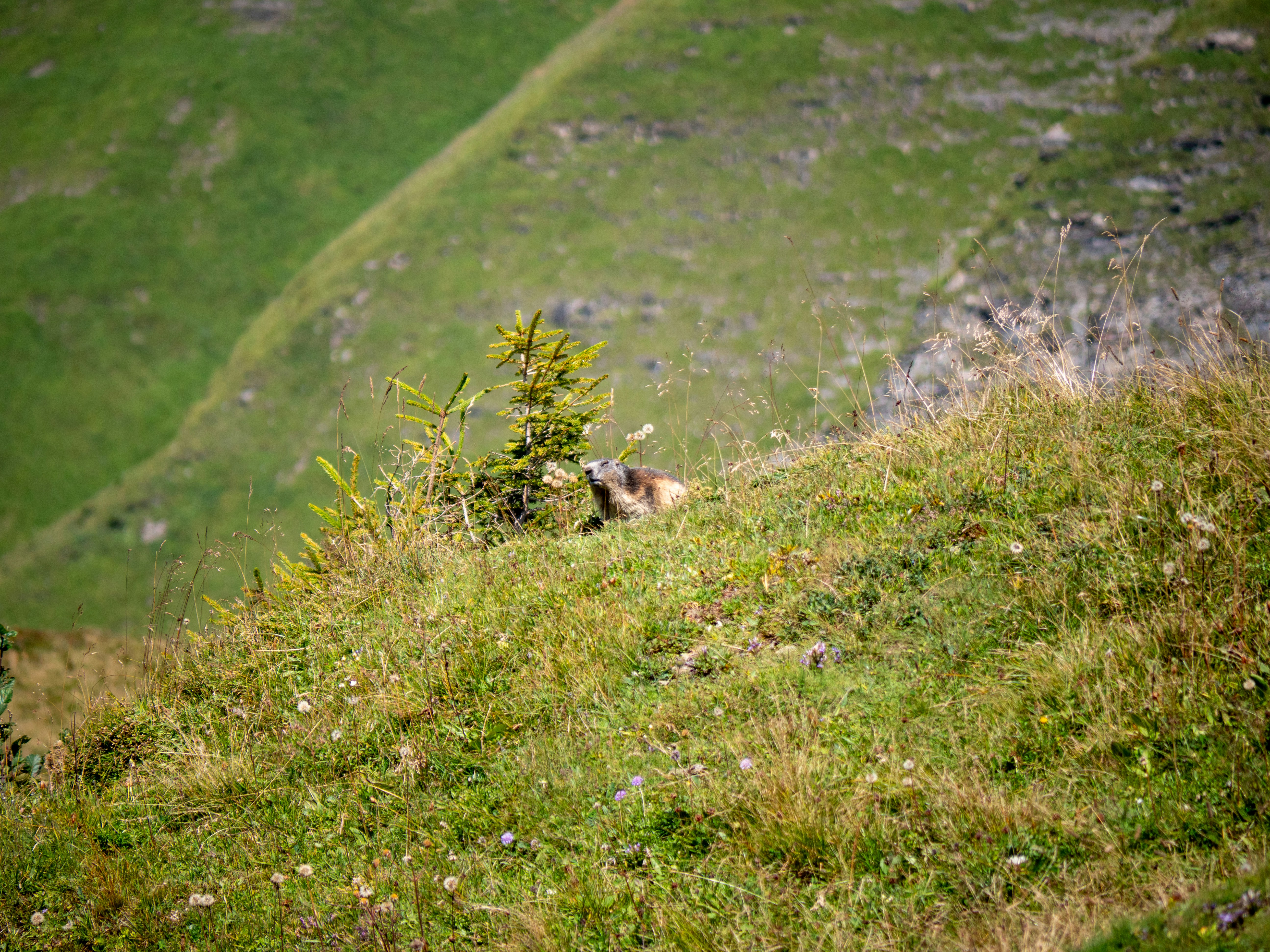 Watchful Marmot on a Wind-Swept Alpine Slope