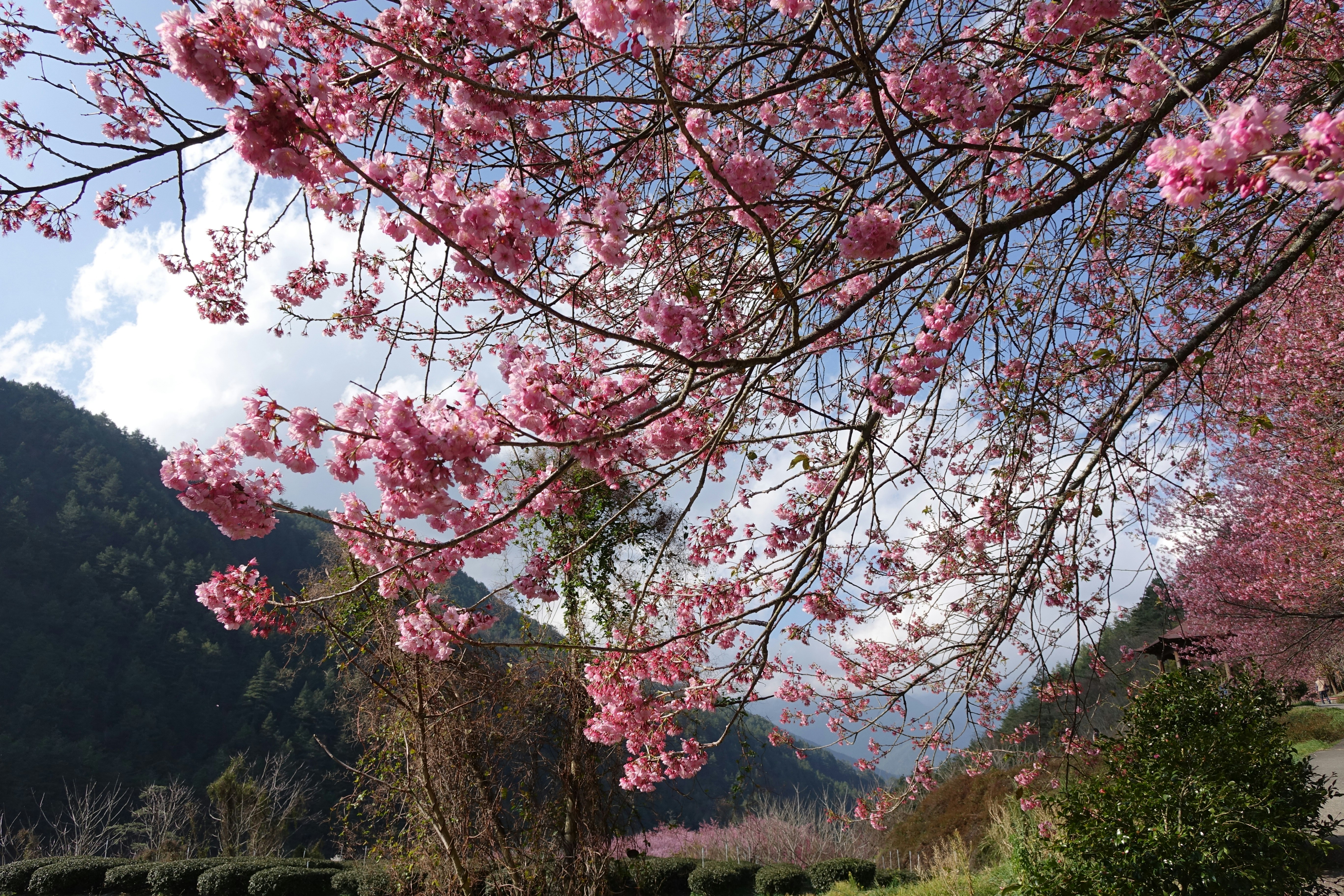 Photo by Arthur Tseng with Sony Cyber-shot RX10 II