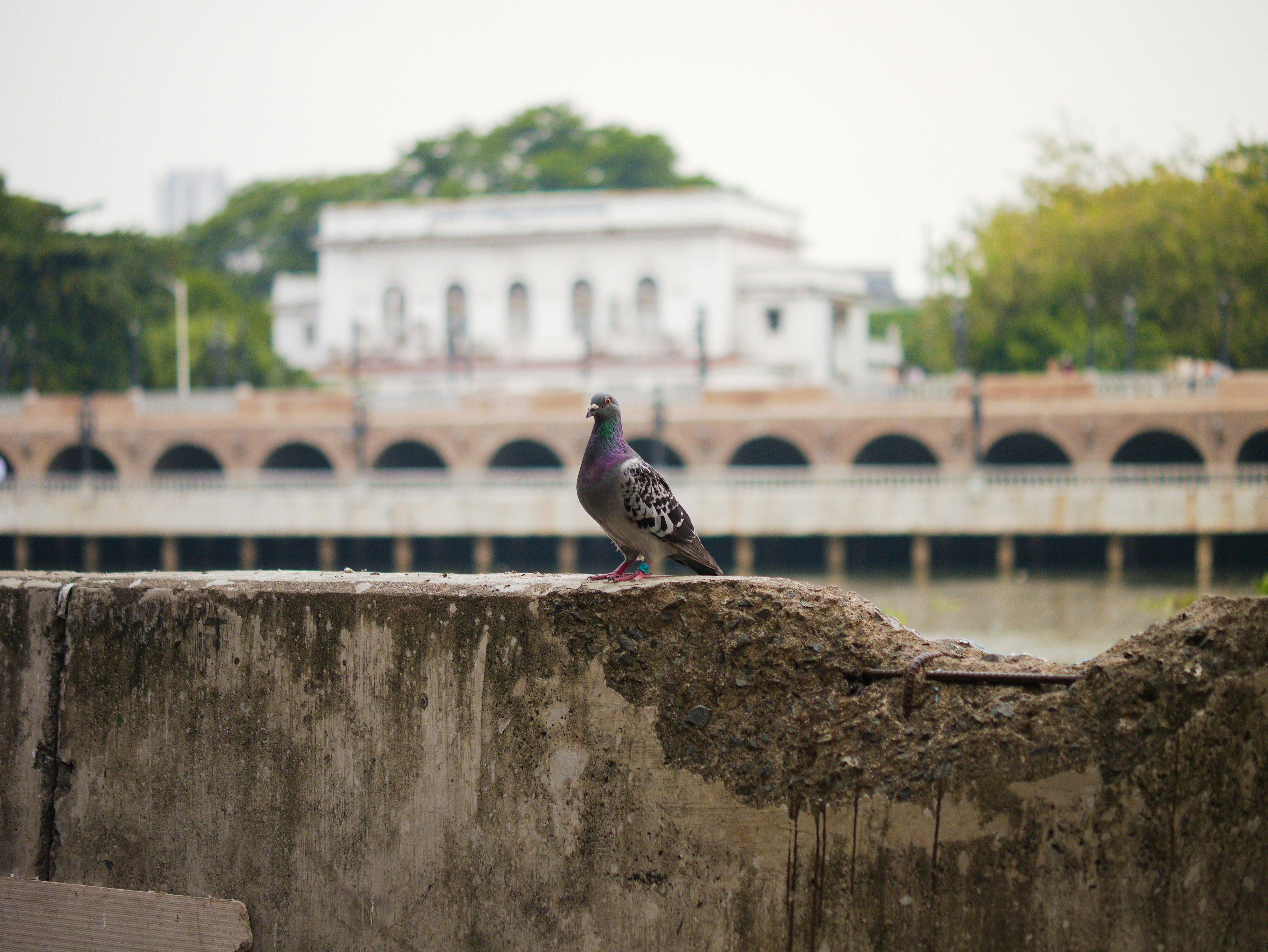 A pigeon perched on a weathered concrete barrier with an arched riverside backdrop.