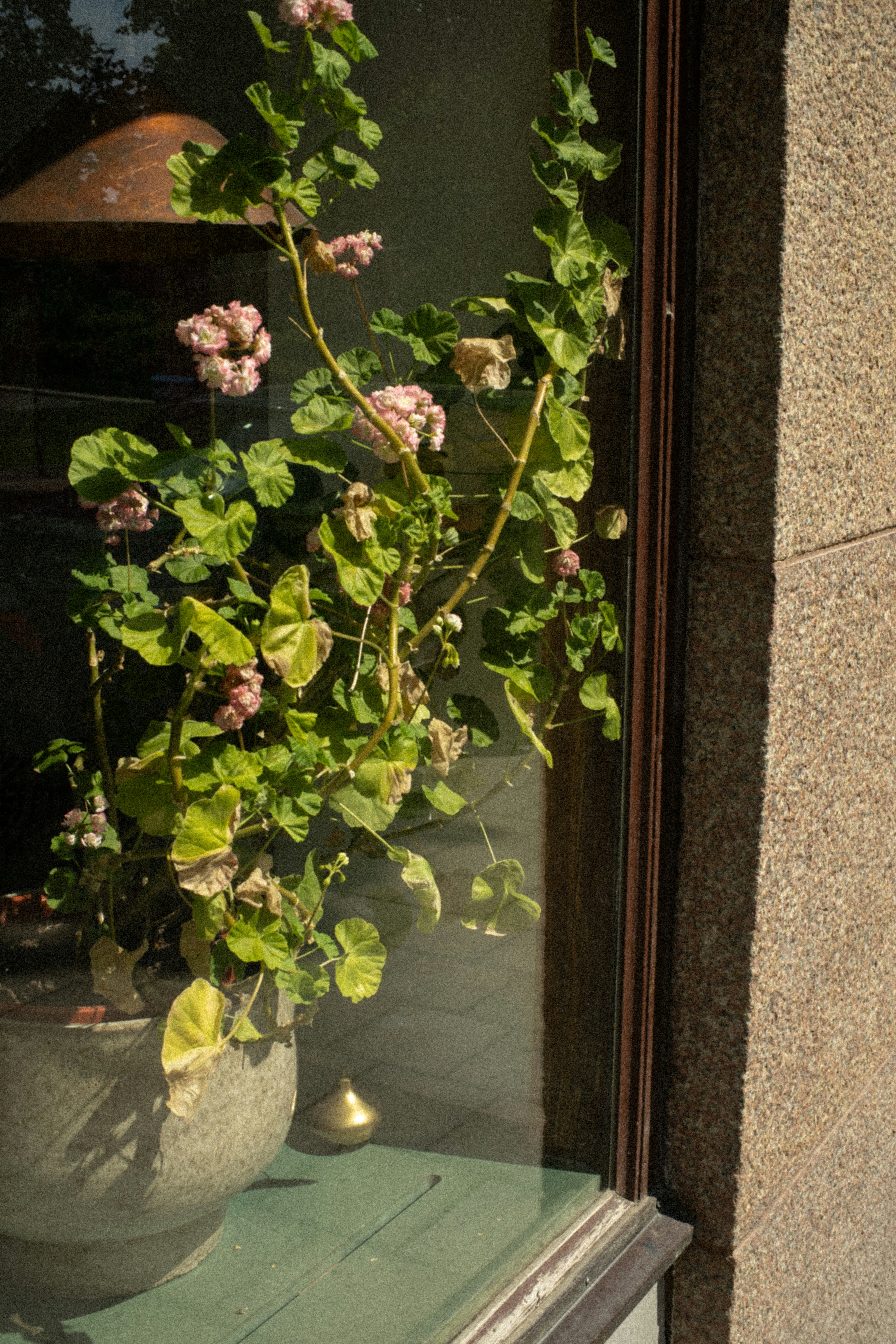 Pink Clustered Vines Framed by Glass and Stone