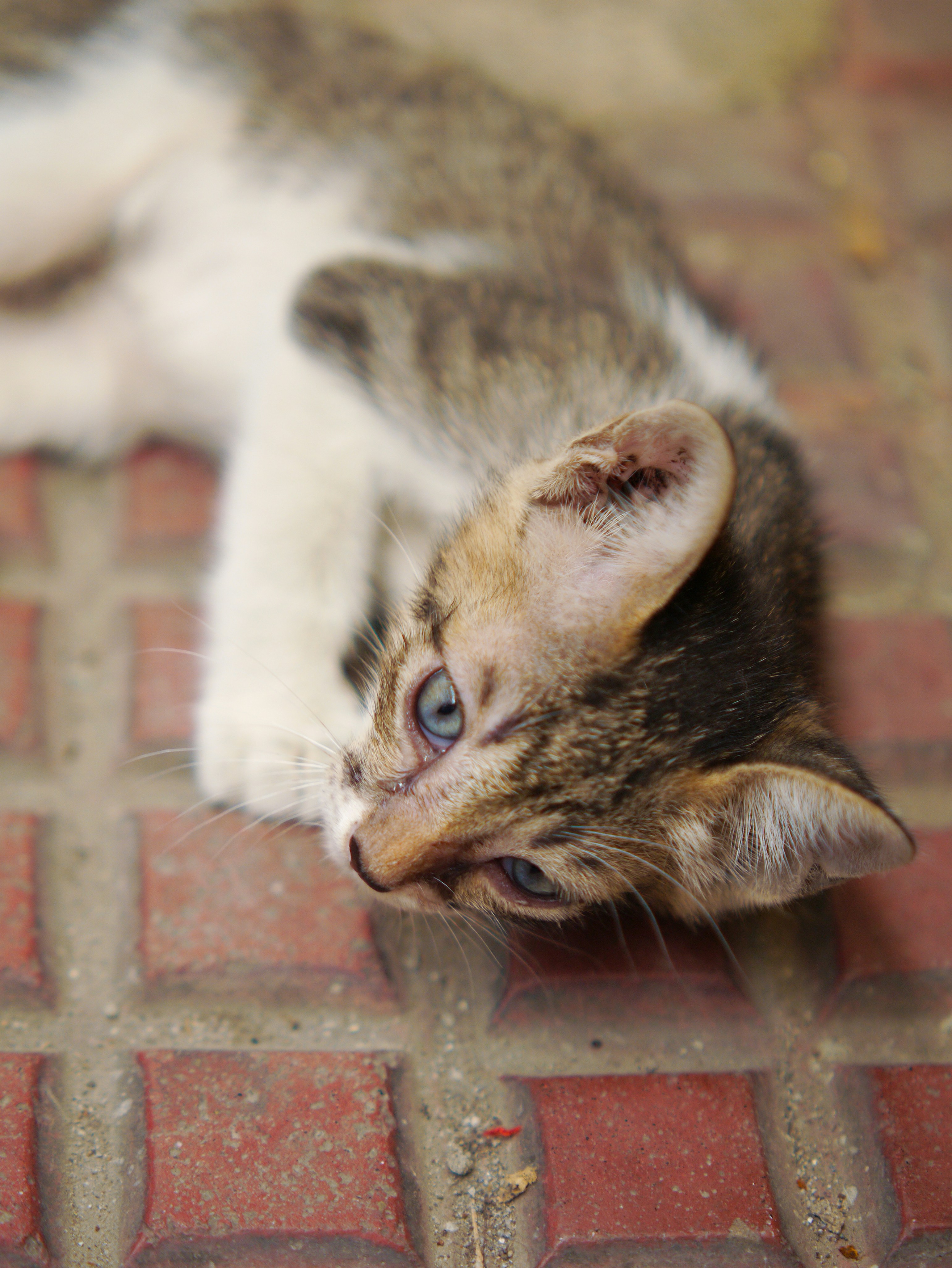 A close-up photograph of a blue-eyed kitten lounging on a brick-paved surface with a softly blurred background.