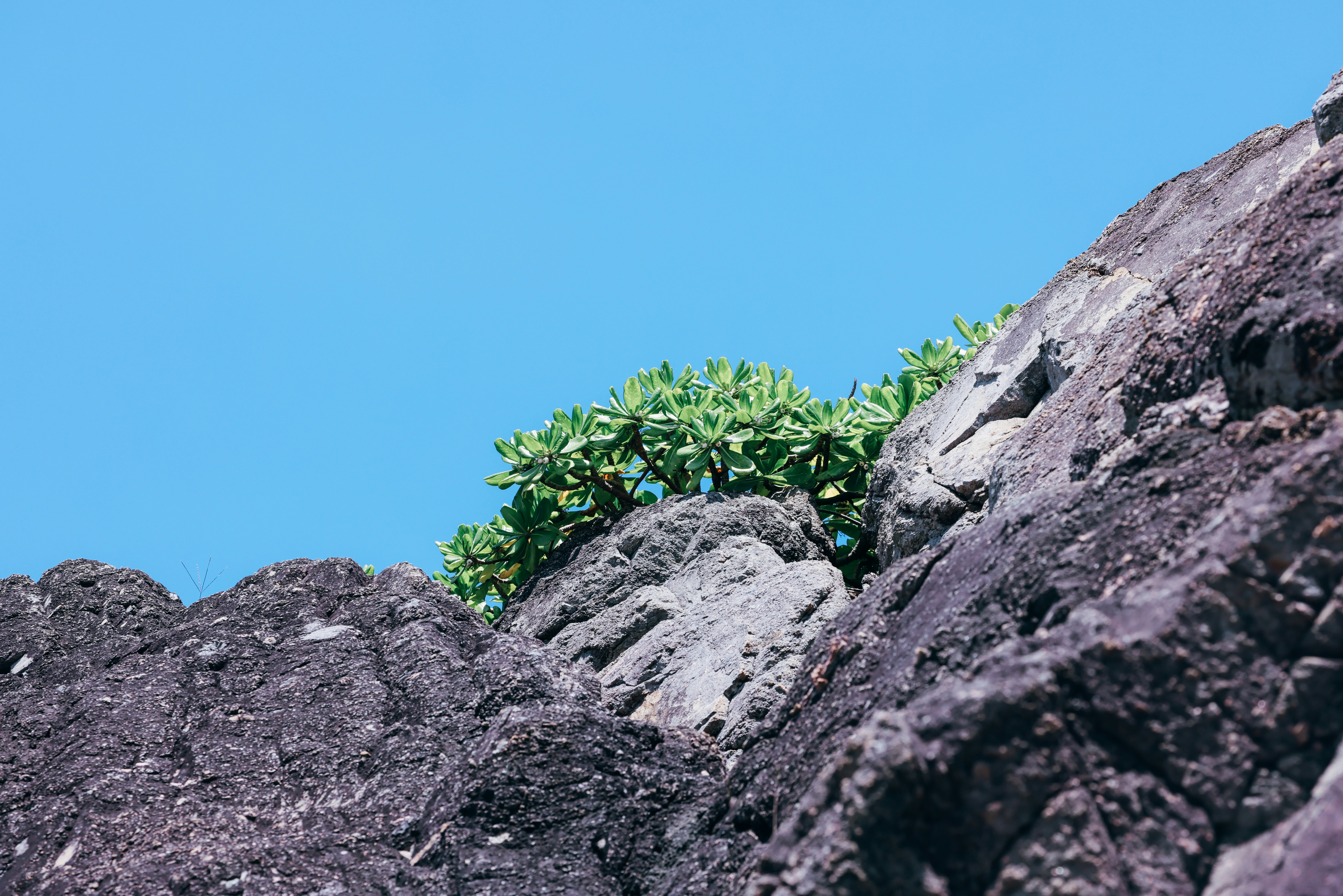 A tree growing out of the rocks of a mountain photo – Free Animal Image ...
